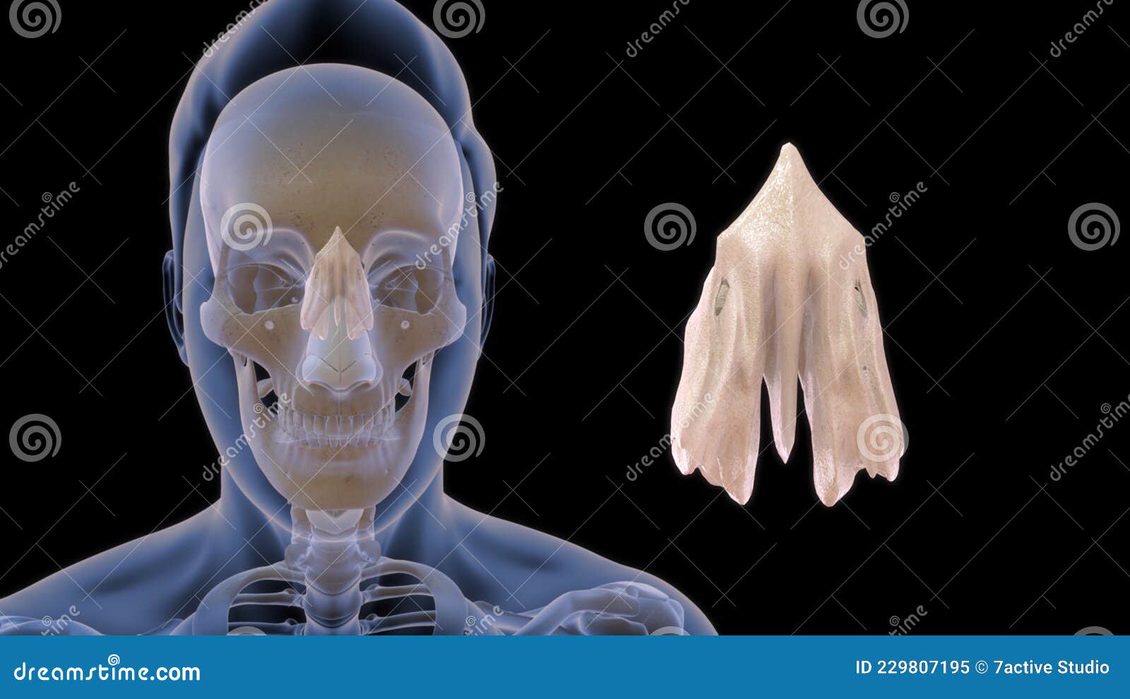 Location of Ethmoid Bone in Human Stock Illustration - Illustration of ...