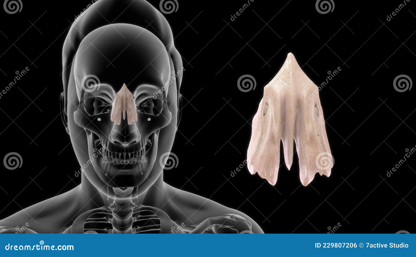 Location of Ethmoid Bone in Human Stock Illustration - Illustration of ...