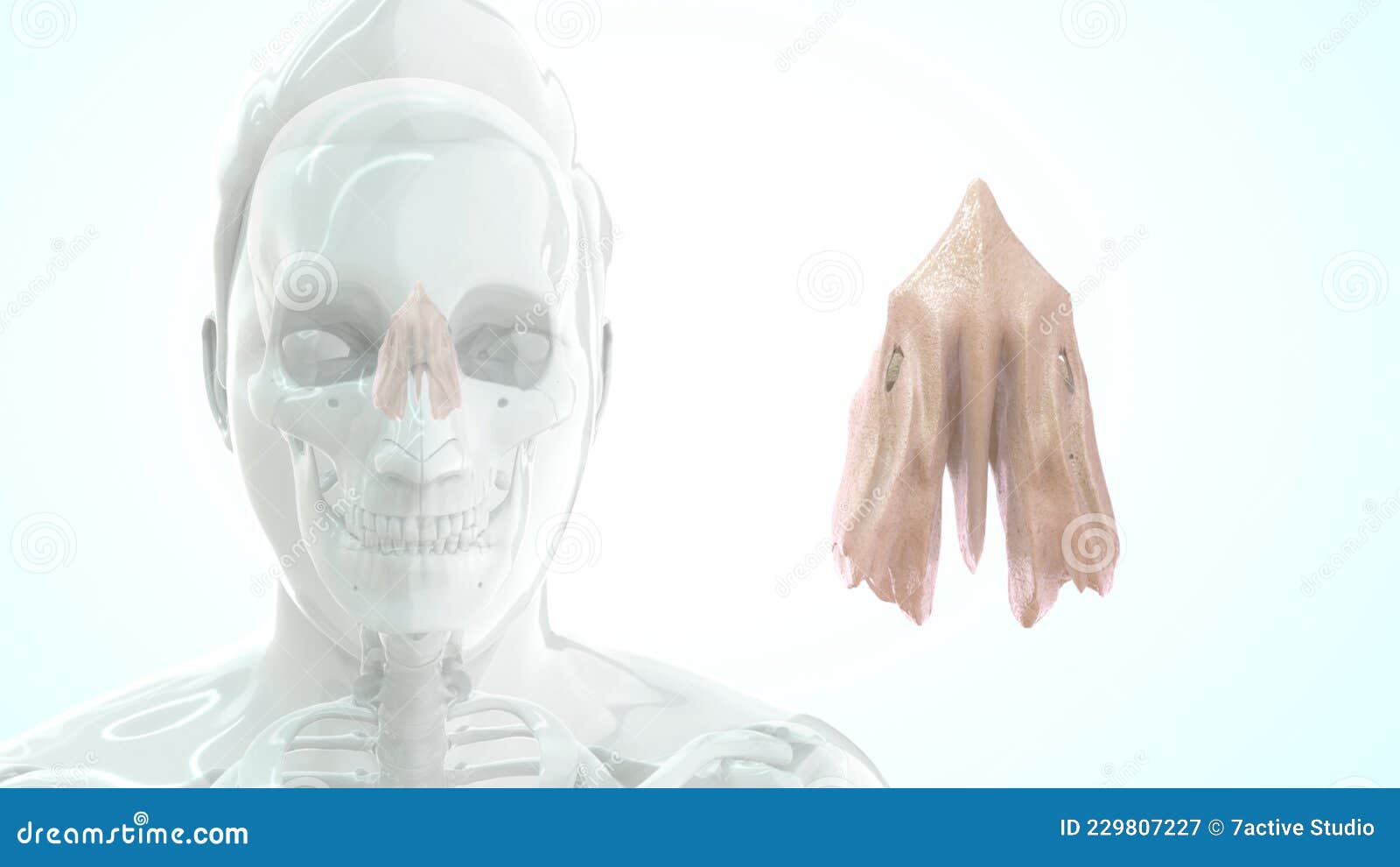 Location of Ethmoid Bone in Human Stock Illustration - Illustration of ...