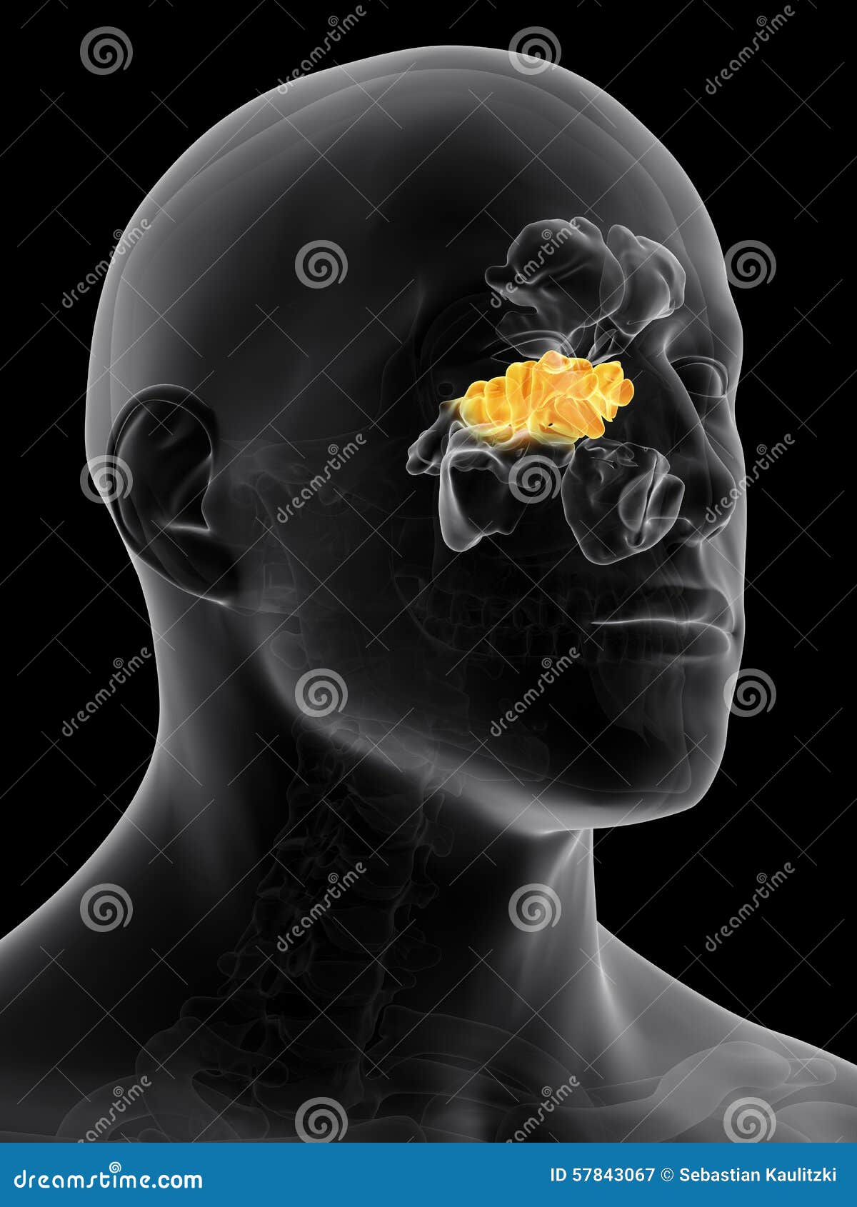 The ethmoid sinus stock illustration. Illustration of biology - 57843067