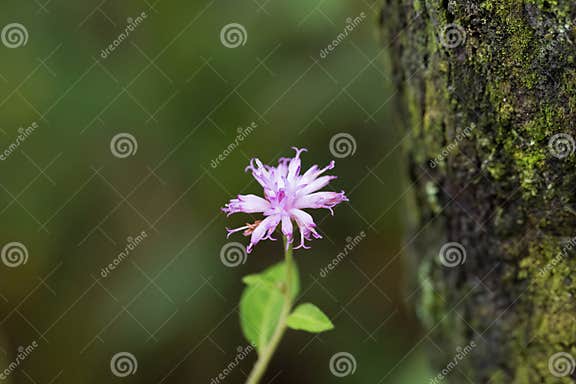 Ethulia Megacephala Sch.Bip. Ex Miq Stock Photo - Image of megacephala ...