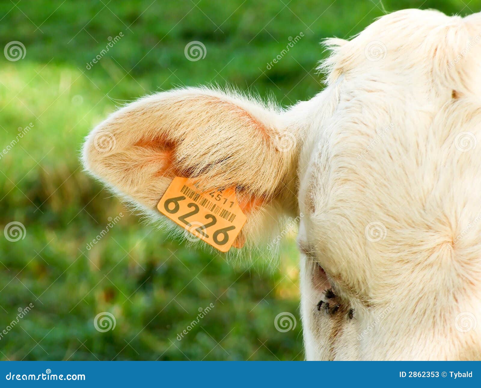 Etiqueta En El Oído De Una Vaca Imagen de archivo - Imagen de alimento ...