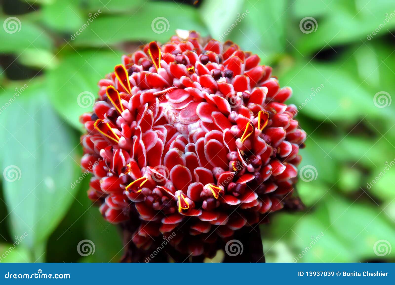Etlingera Elatior of De Rode Gember Van De Toorts Stock Afbeelding ...