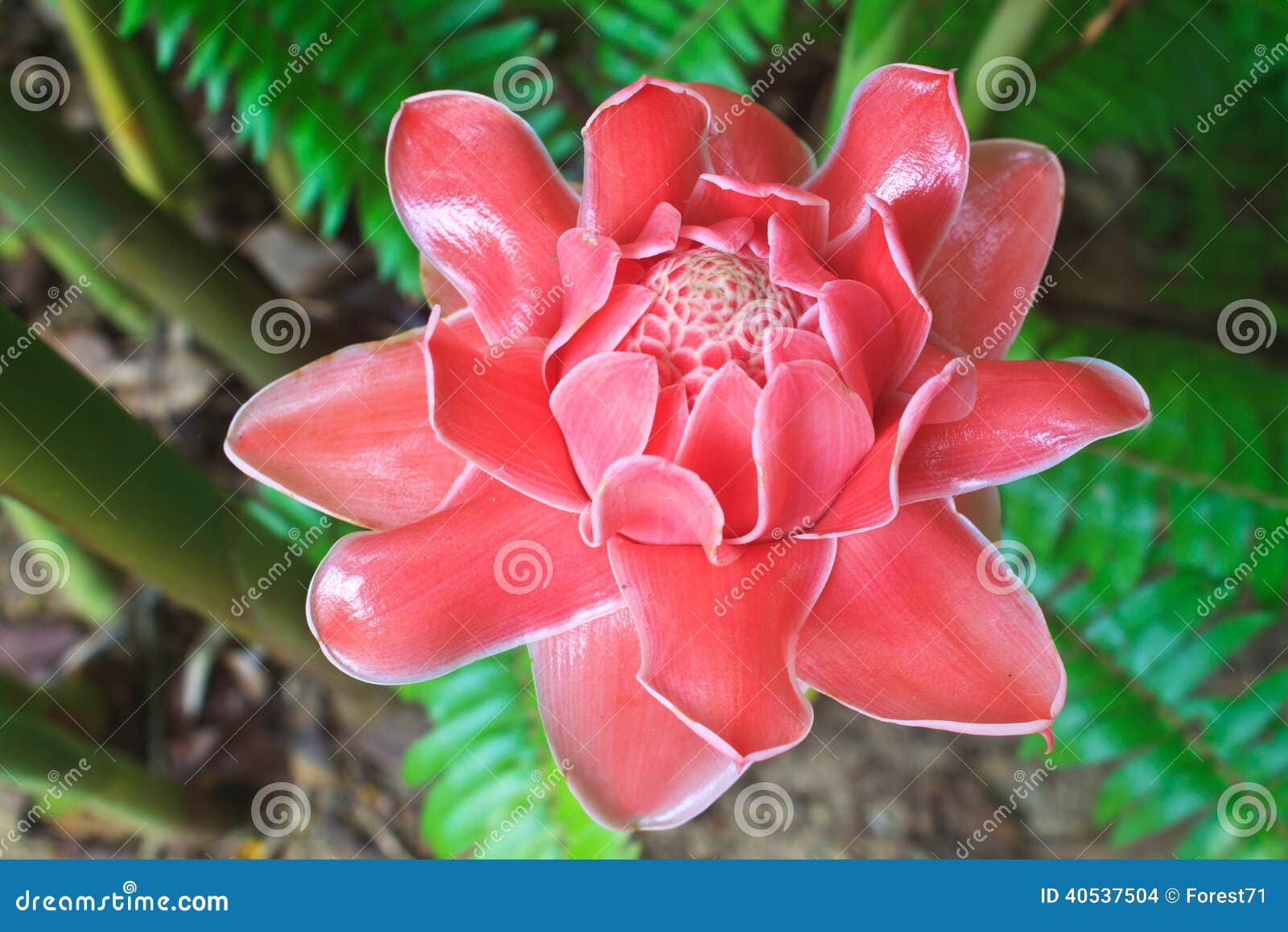 Etlingera Elatior of De Rode Gember Van De Toorts Stock Foto - Image of ...