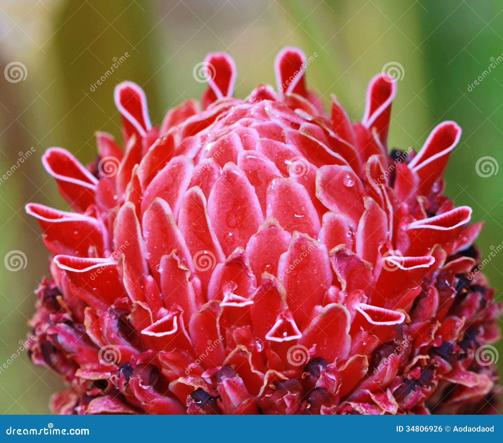 Etlingera elatior flower stock photo. Image of flora - 34806926