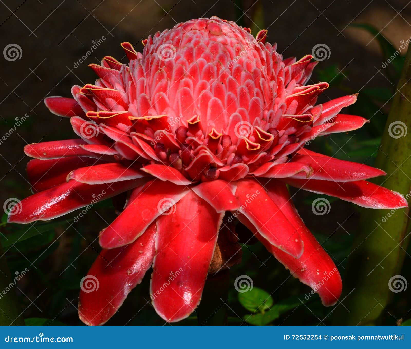 Etlingera elatior flower stock photo. Image of beautiful - 72552254