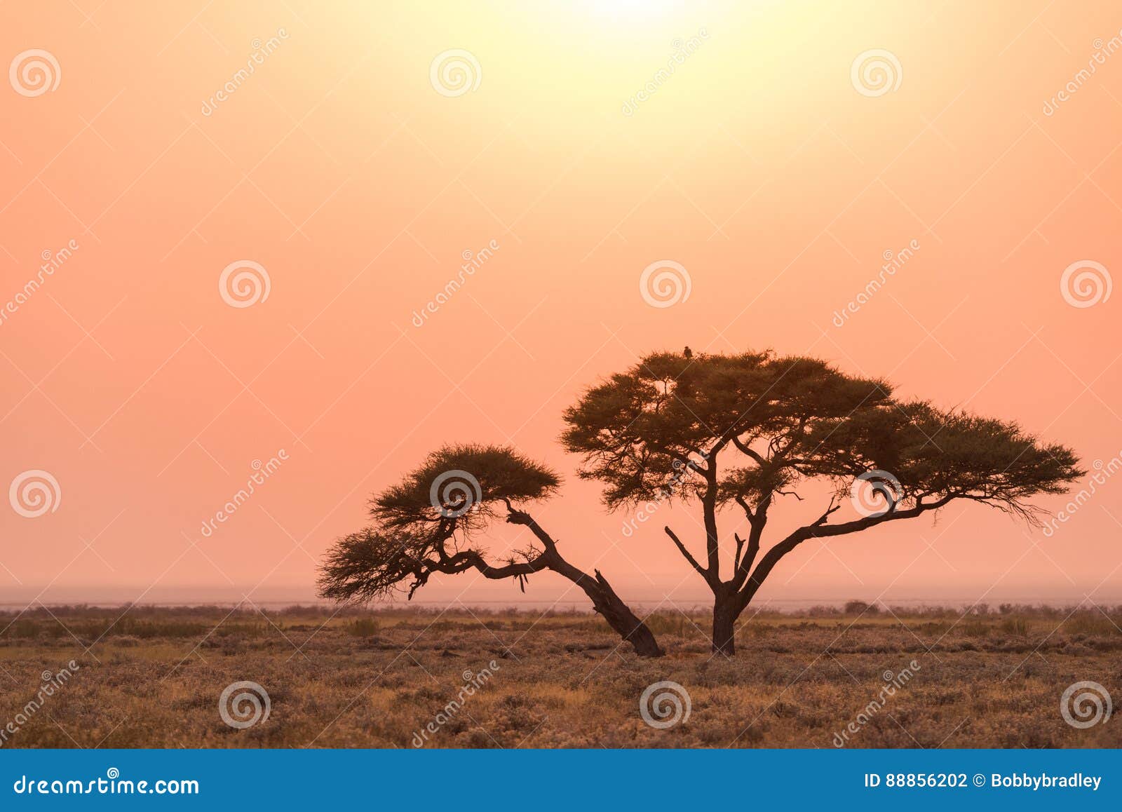 Etosha Acacia Tree Sunrise stock photo. Image of safari - 88856202