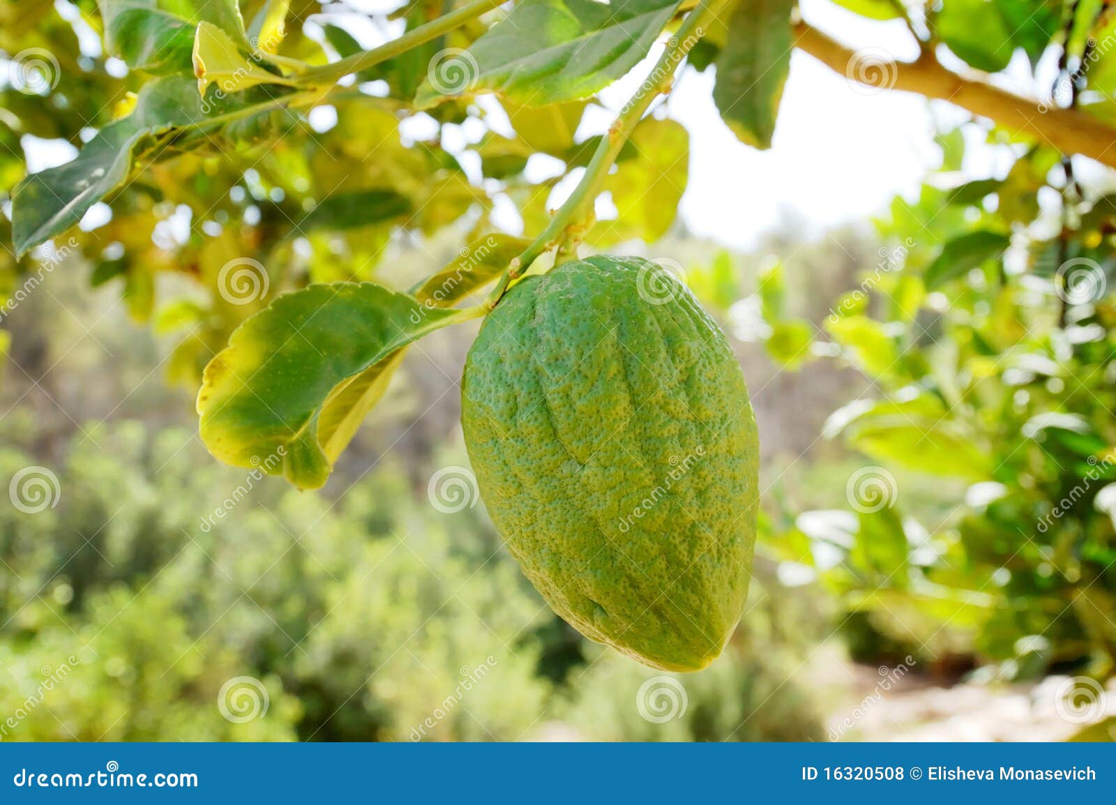 Etrog (citron) on a branch stock photo. Image of etrog - 16320508