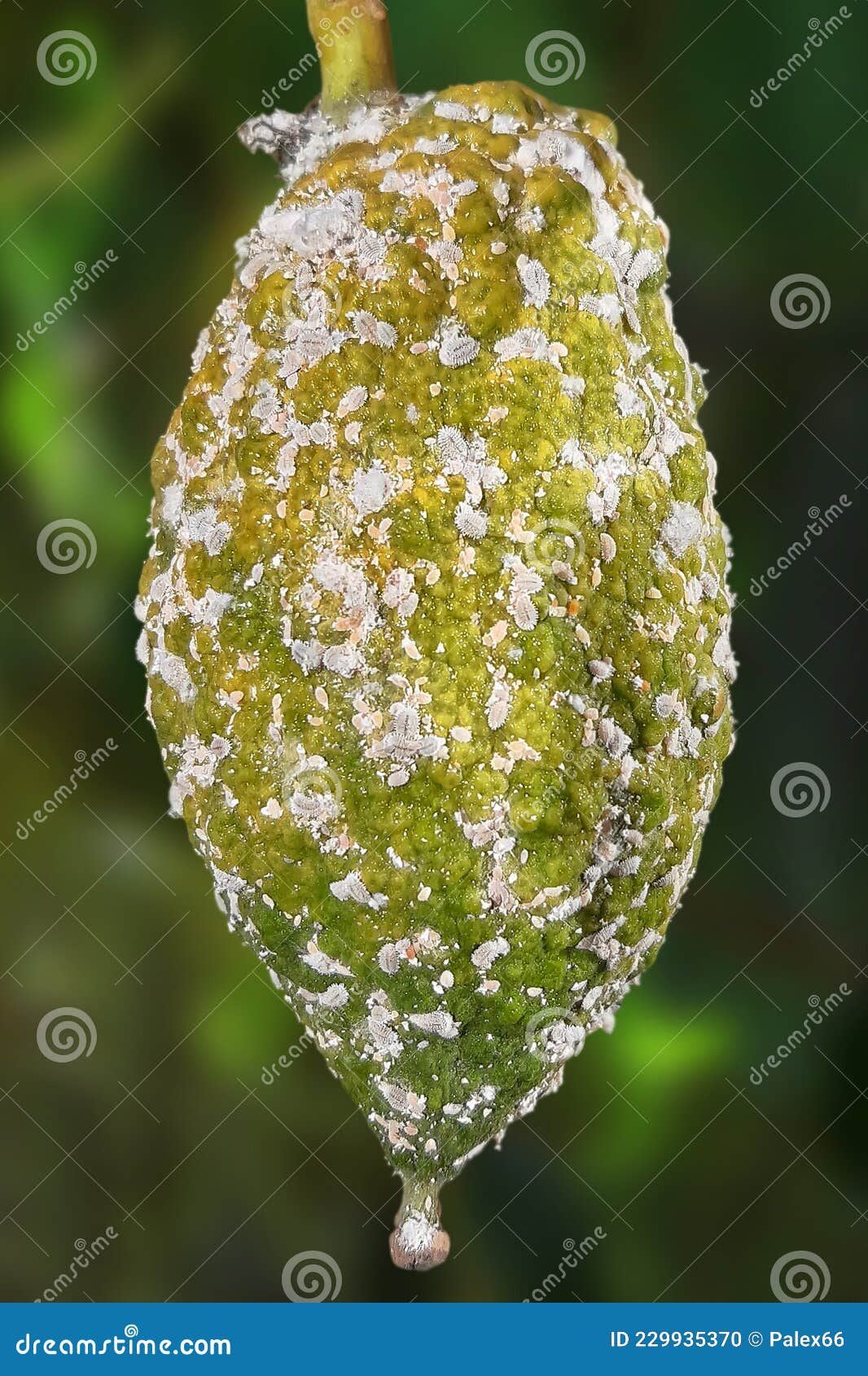Citrus Scale Insect And Their Enemy Fungi In Viet Nam Stock Image ...