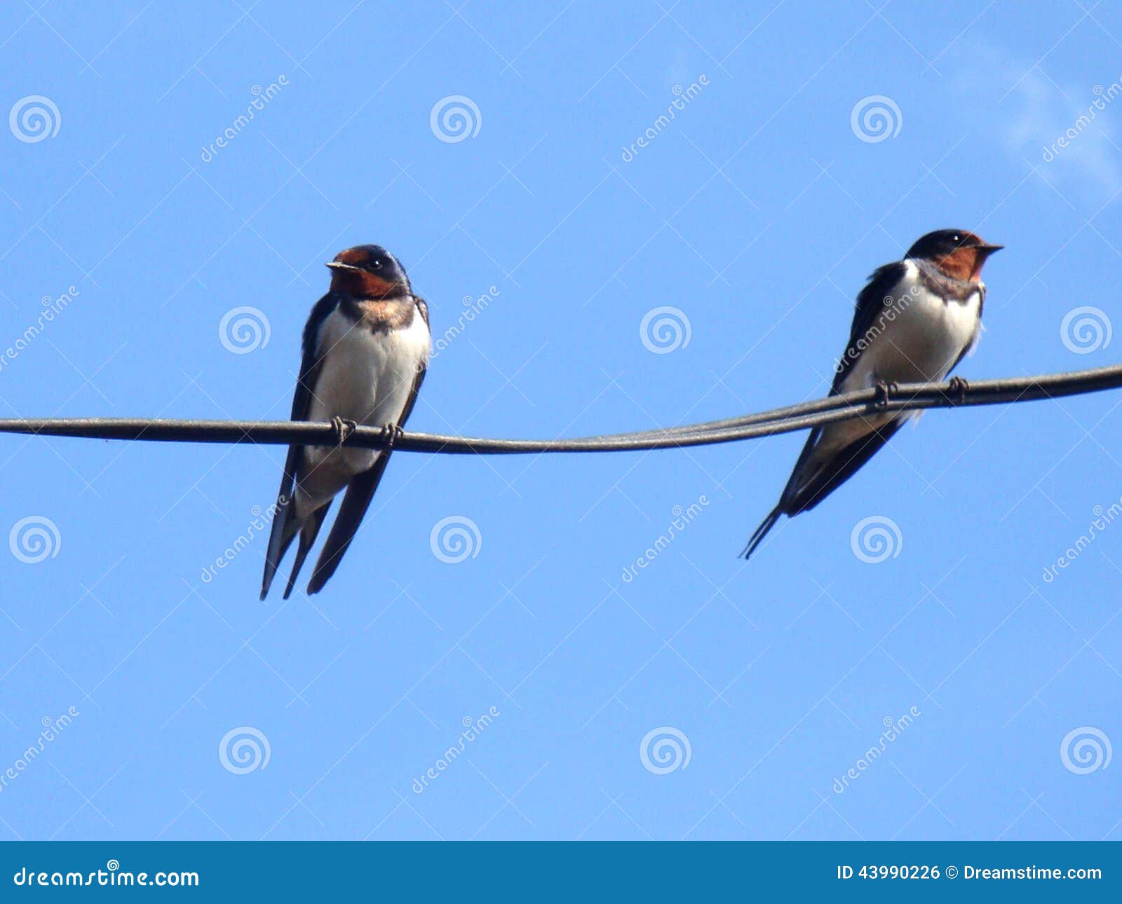 Ett par av svalor arkivfoto. Bild av enkelt, himmel, härlig - 43990226