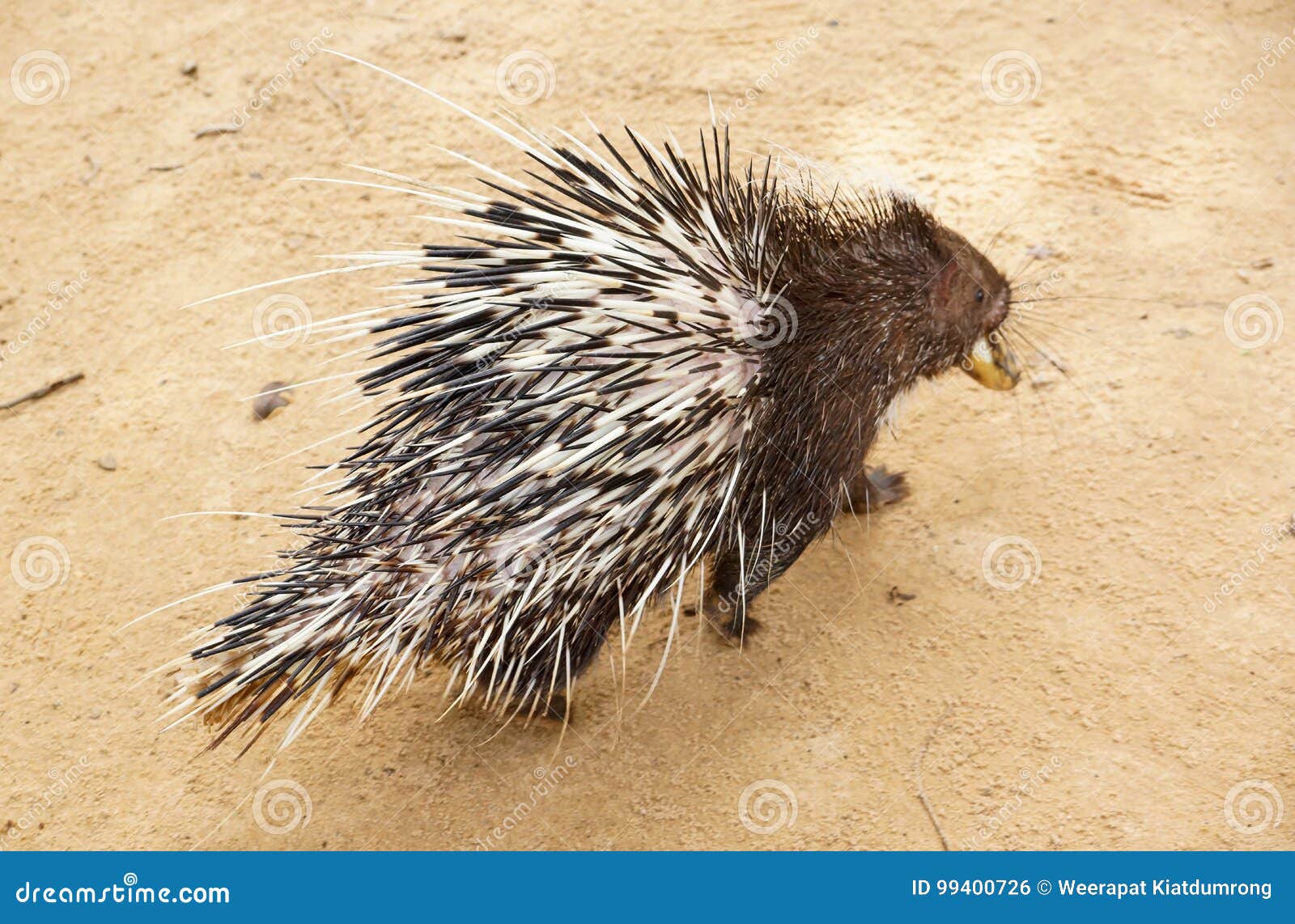 Ett piggsvin arkivfoto. Bild av järnhand, däggdjur, himalayan - 99400726