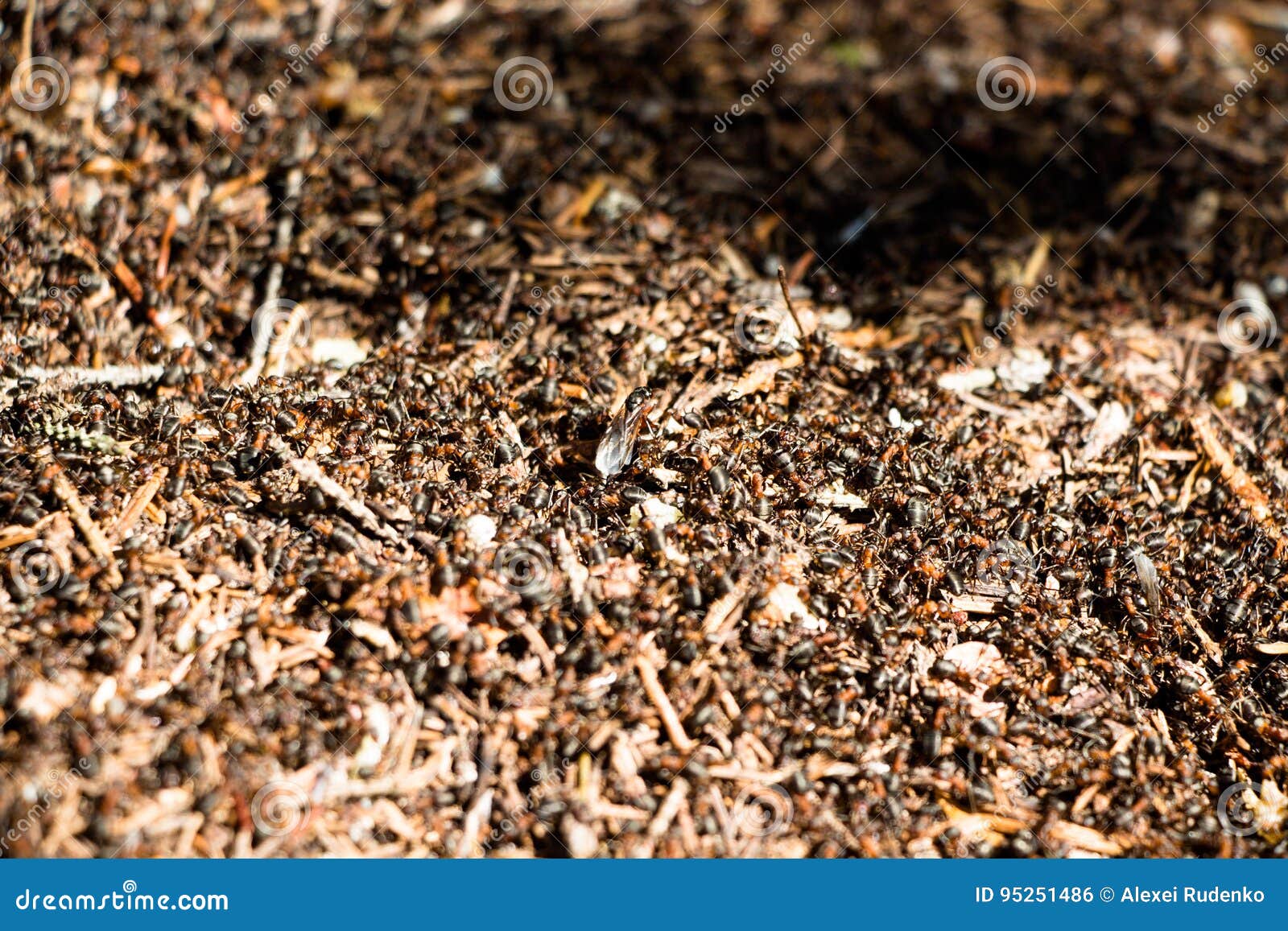 Ett Stort Antal Myror I En Myrstack Arkivfoto - Bild av prassla, värld ...