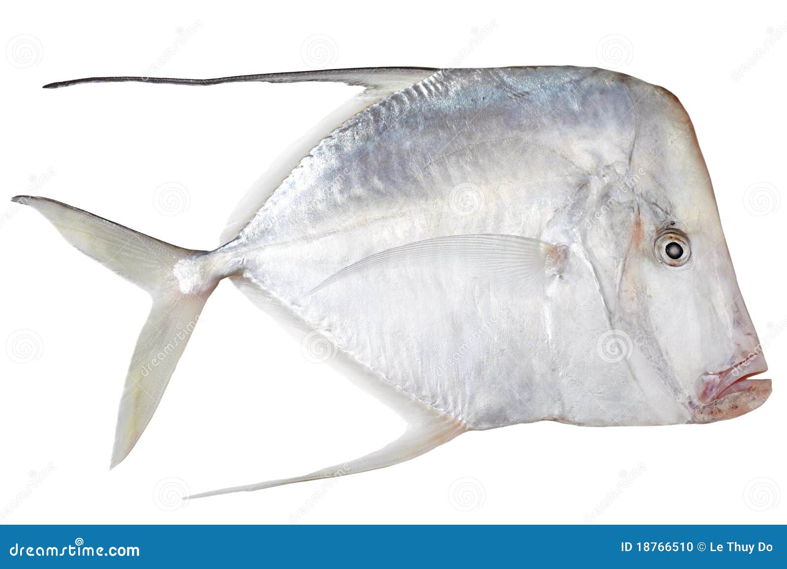 Carangoides Malabaricus Stock Photos - Free & Royalty-Free Stock Photos ...