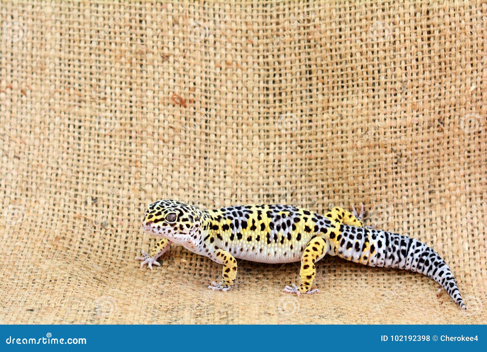 Cute Leopard Gecko Eublepharis Macularius Eats Cockroach On A White ...