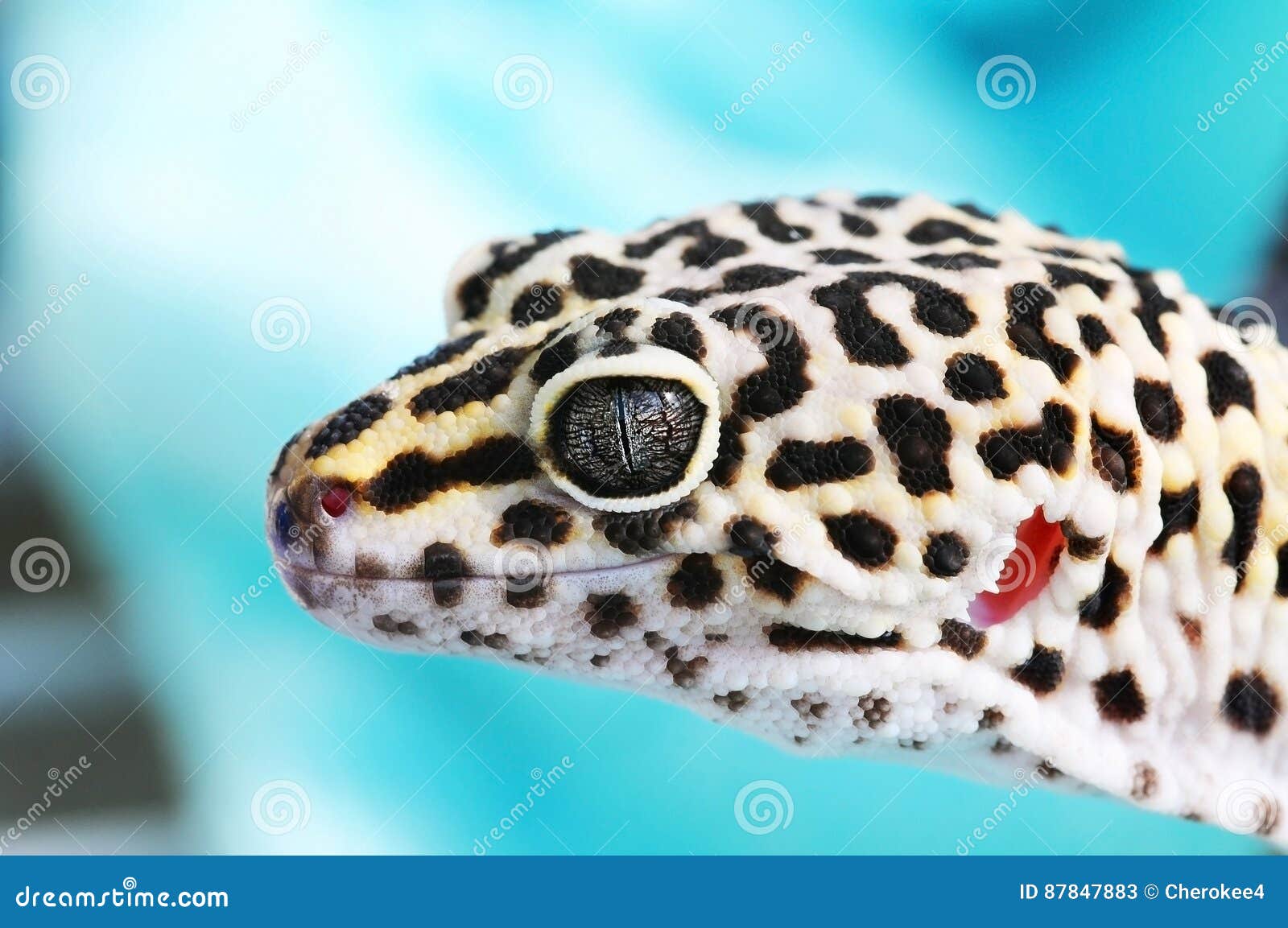 Eublepharis. Close-up of Cute Leopard Gecko Stock Image - Image of ...