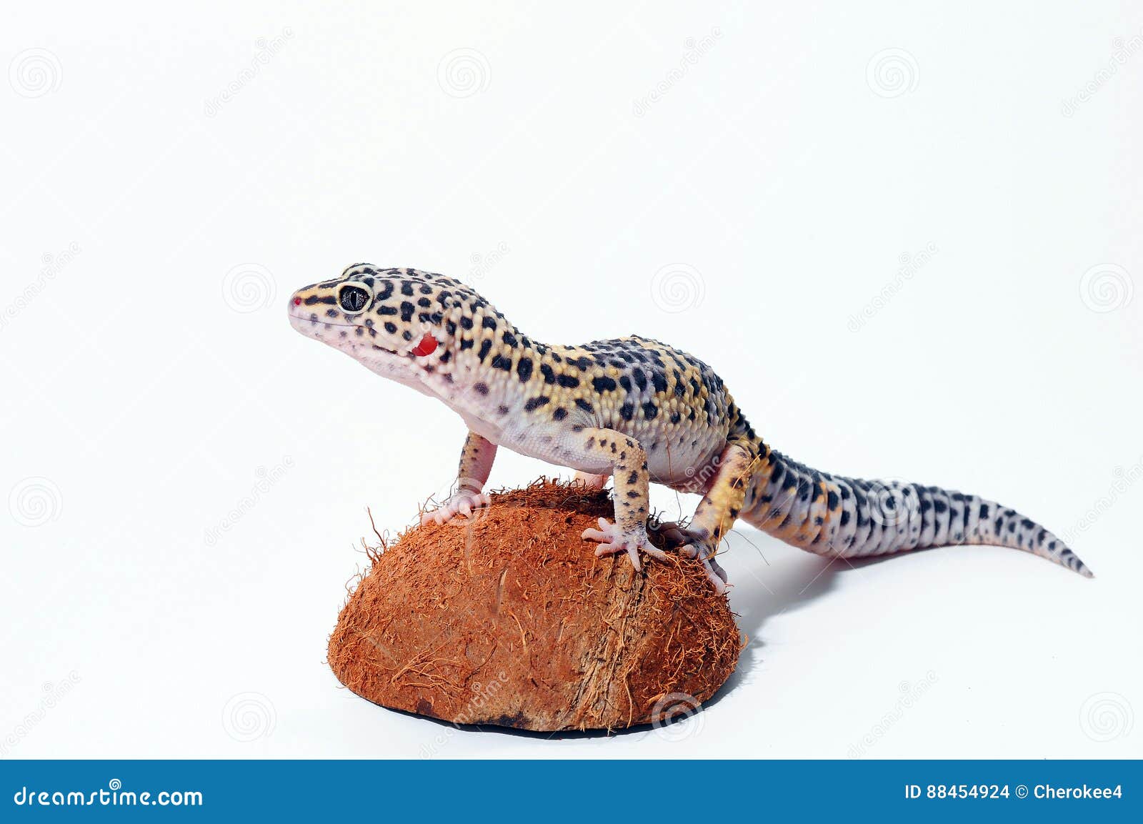 Cute Leopard Gecko Eublepharis Macularius Eats Cockroach On A White ...