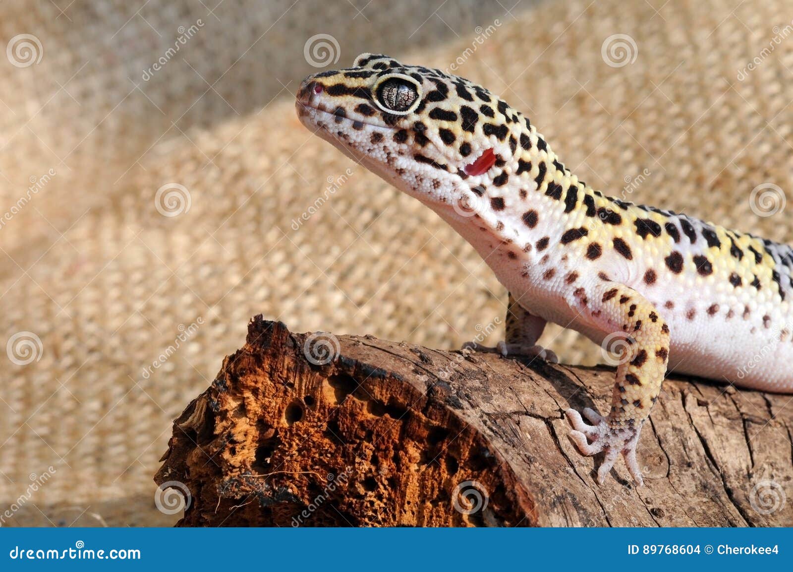 Eublepharis. Close-up of Cute Leopard Gecko Stock Photo - Image of ...