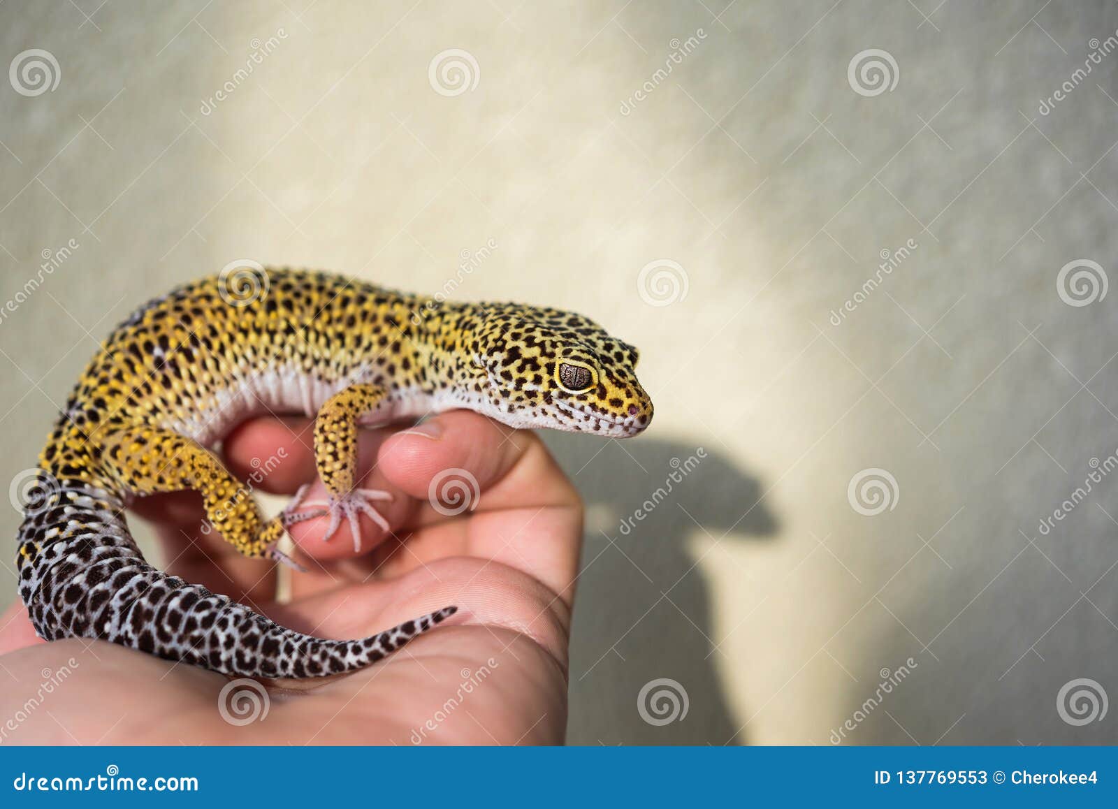 Eublepharis Is Cute Leopard Gecko Sits On The Hand. Stock Image - Image ...