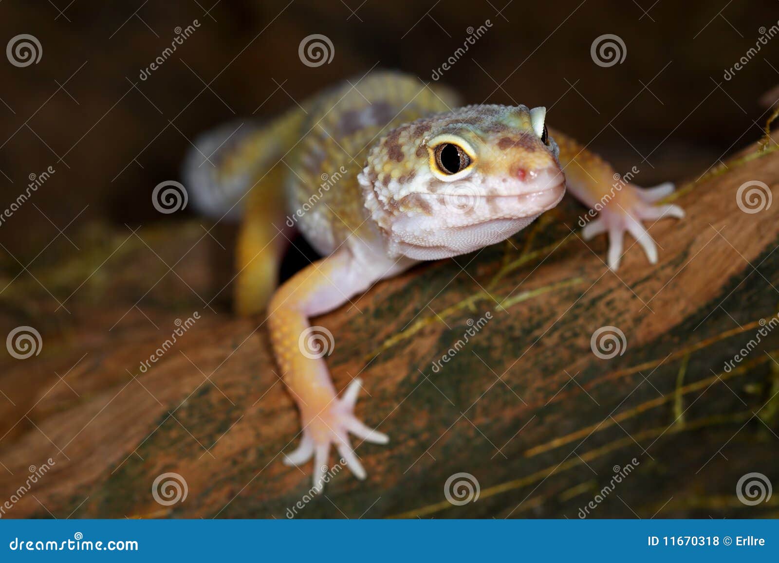 Eublepharis macularius stock photo. Image of reptile - 11670318