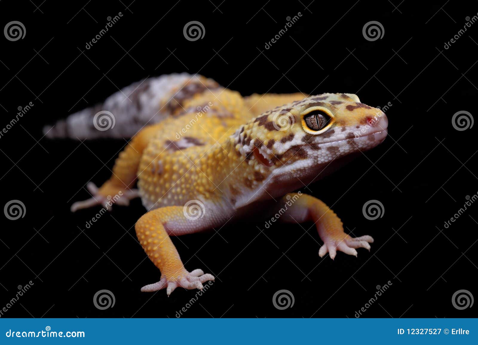 Eublepharis macularius stock image. Image of reptile - 12327527
