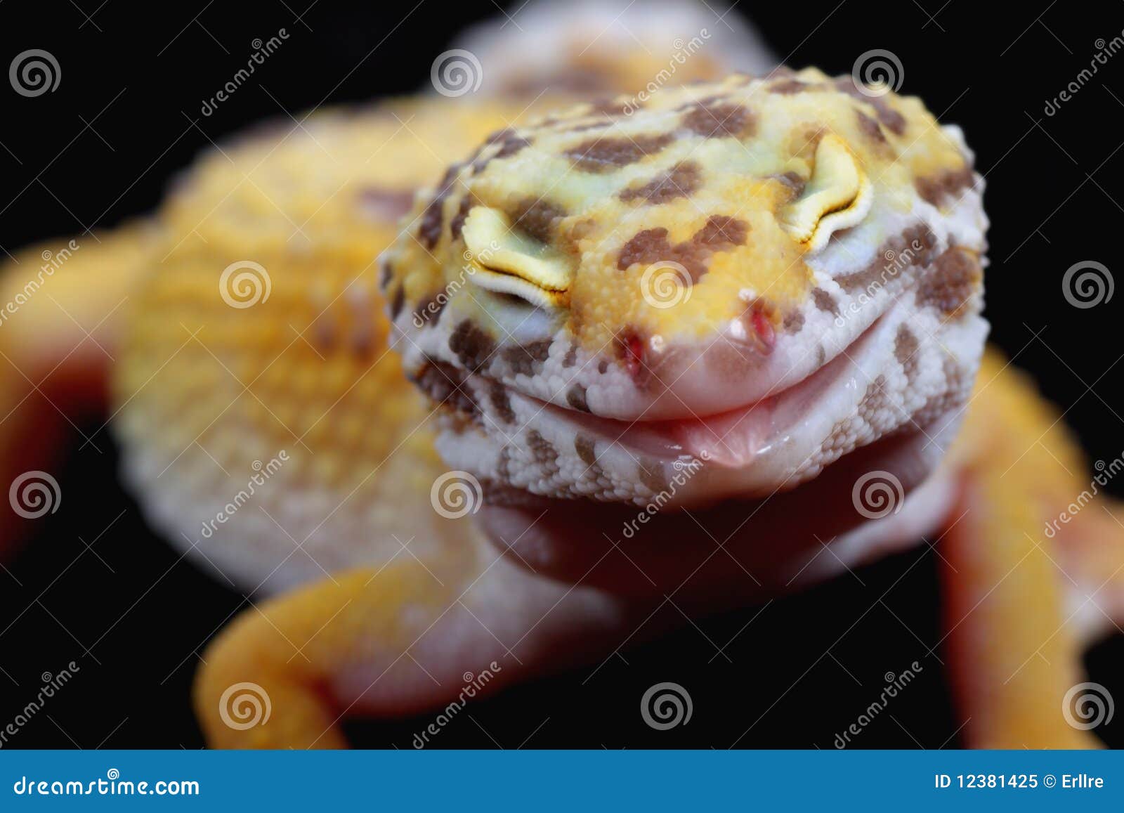 Eublepharis macularius stock image. Image of animal, closeup - 12381425
