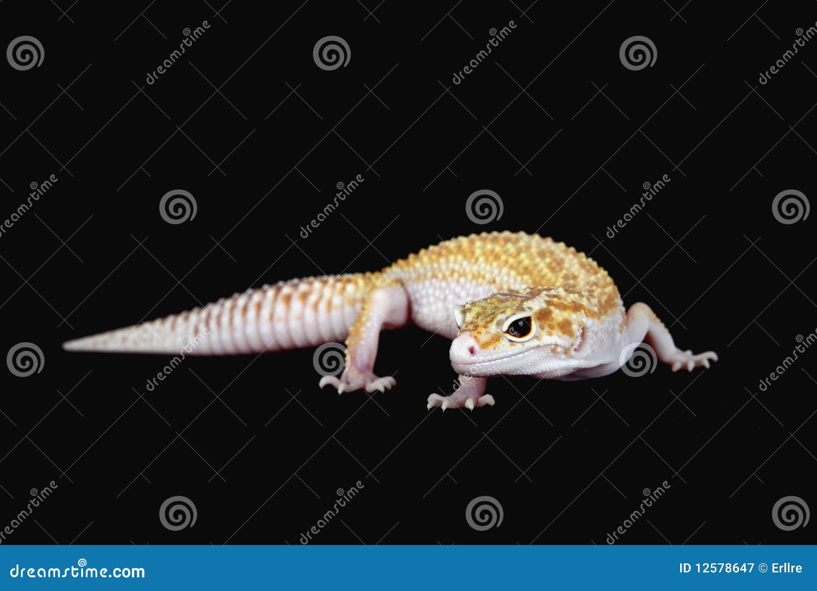 Eublepharis macularius stock image. Image of gecko, detail - 12578647