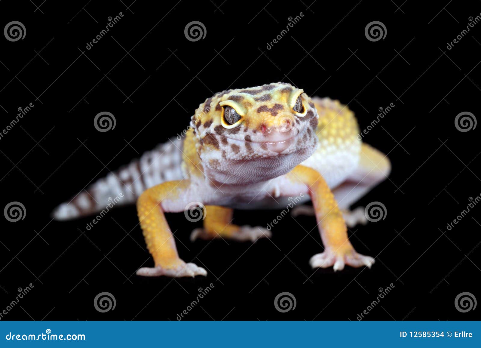 Eublepharis macularius stock photo. Image of desert, newt - 12585354