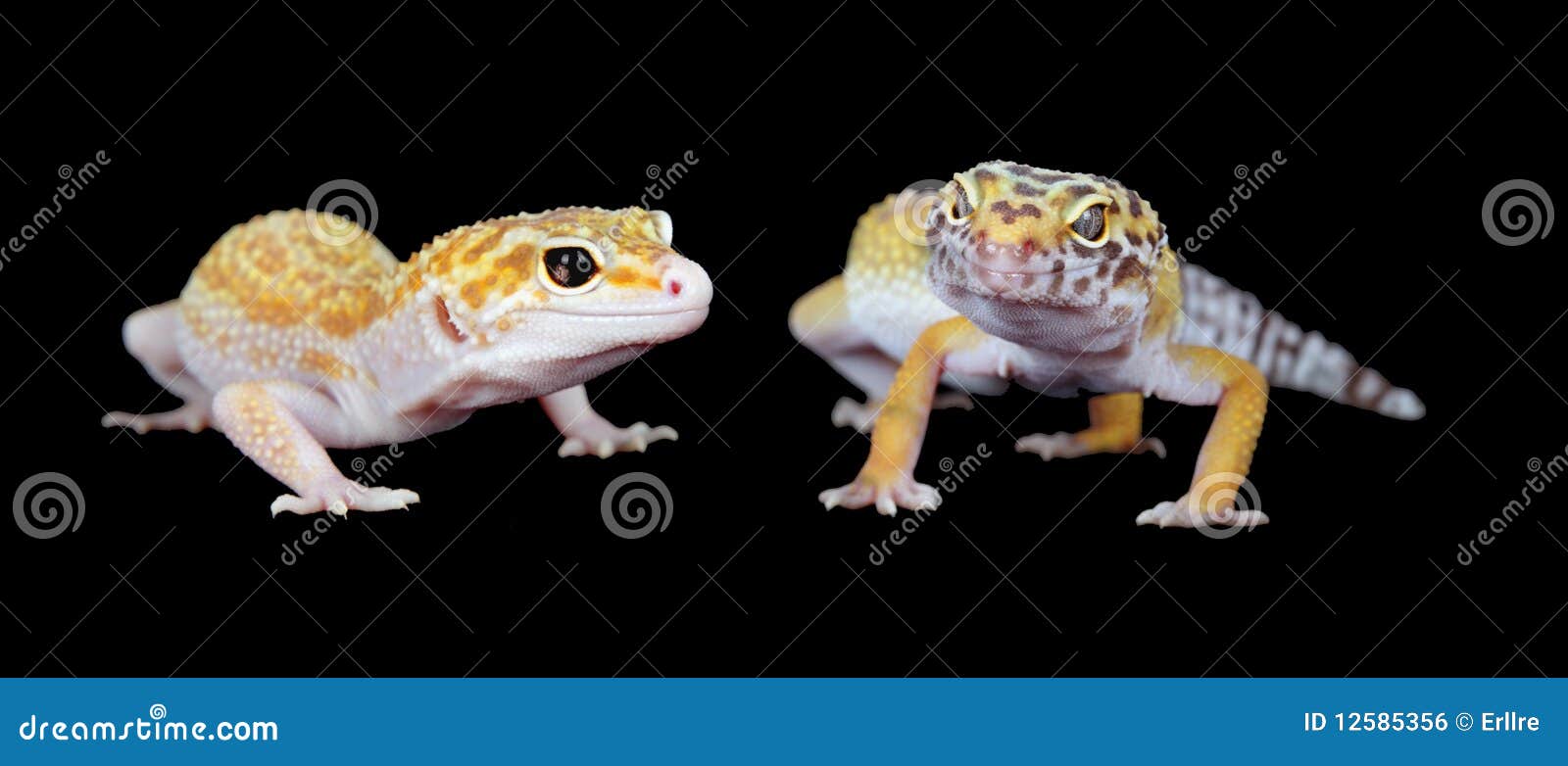 Eublepharis macularius stock photo. Image of organism - 12585356