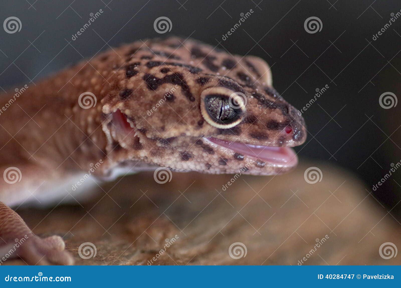 Night Gecko Silhouette On The Lamp Royalty-Free Stock Photography ...