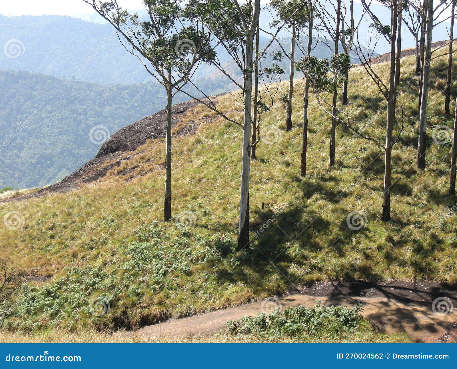 Eucaliptus Trees on Hill Side Stock Photo - Image of trees, shrub ...