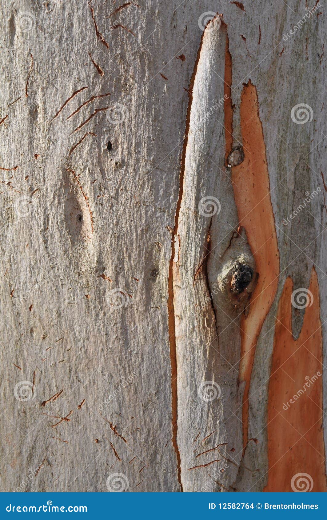 Clawings Stock Photos - Free & Royalty-Free Stock Photos from Dreamstime