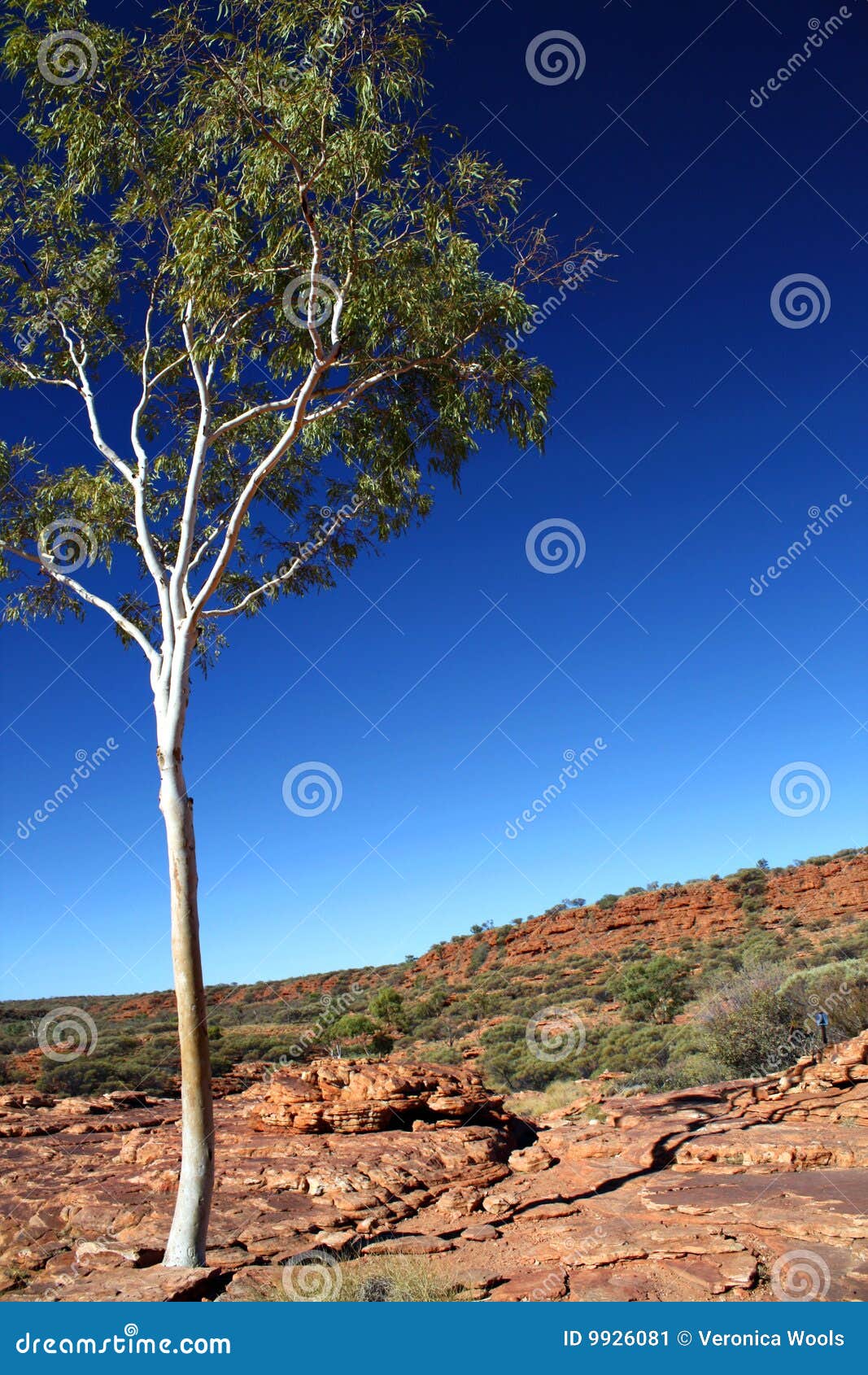 The Kings Oak Tree, Kongeegen Royalty-Free Stock Photography ...