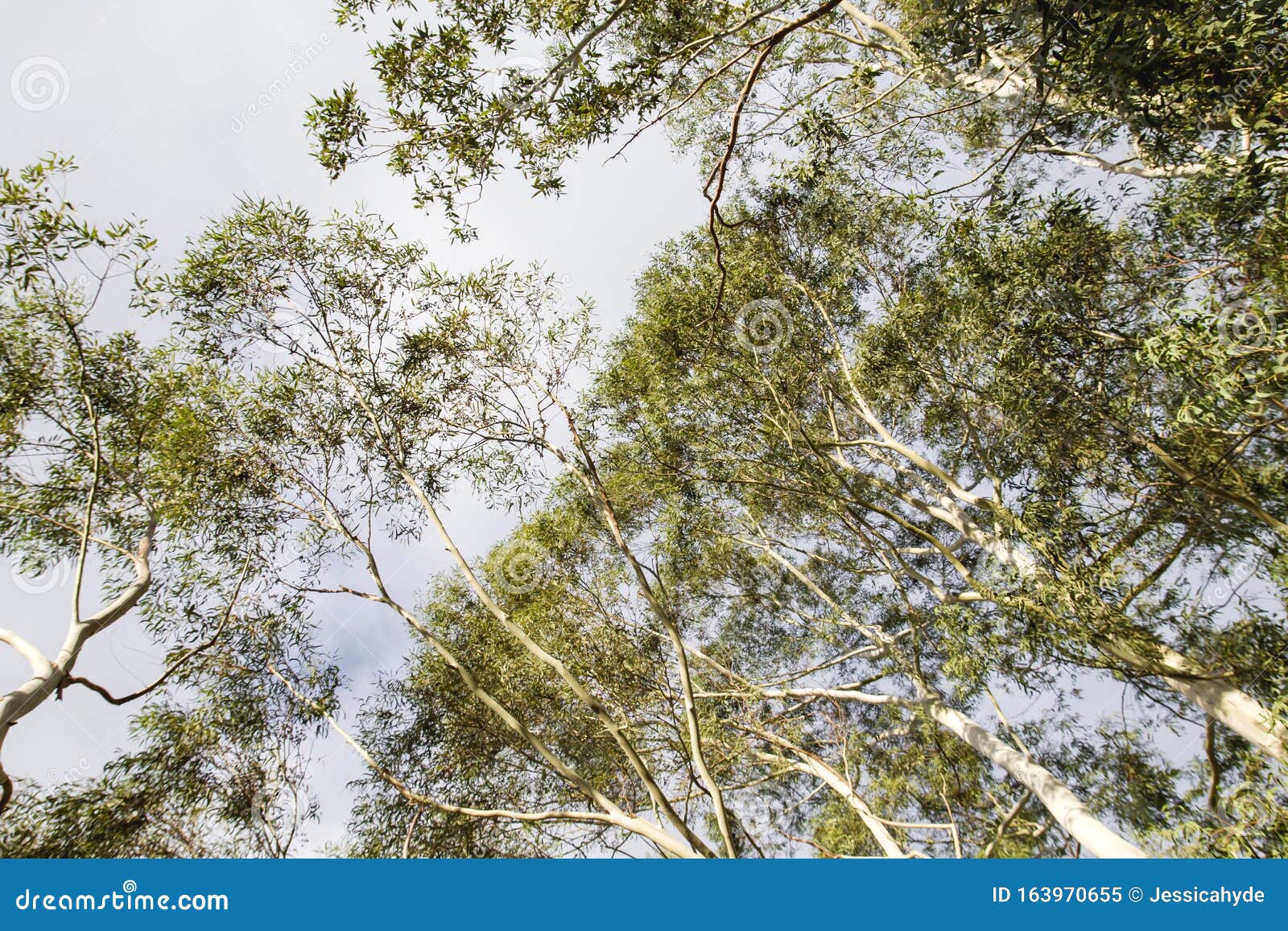 Eucalypt trees woodland stock image. Image of green - 163970655