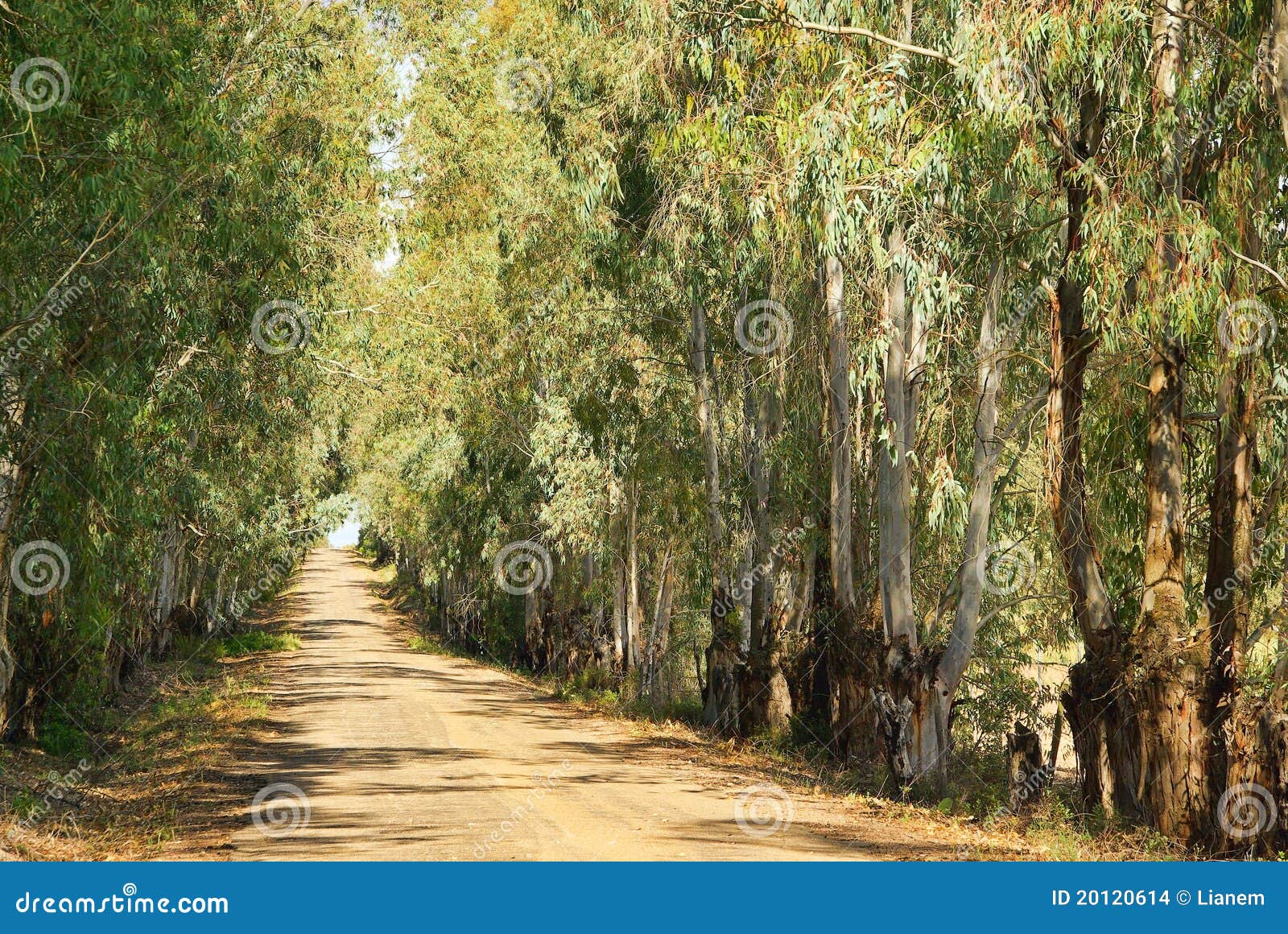 Eucalyptus stock photo. Image of eucalypt, foliage, timber - 20120614