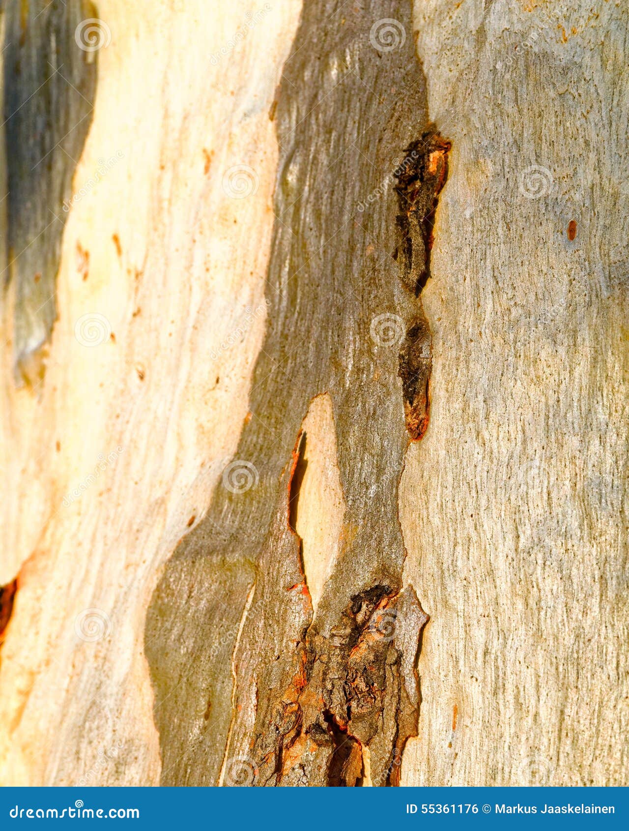 Peeled Eucalyptus Logs Stacked Neatly, Used As Raw Material In Pulp And ...
