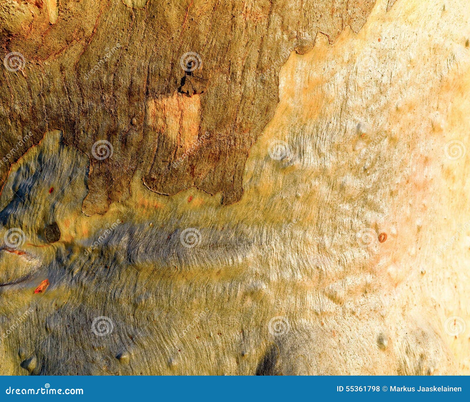 Peeled Eucalyptus Logs Stacked Neatly, Used As Raw Material In Pulp And ...