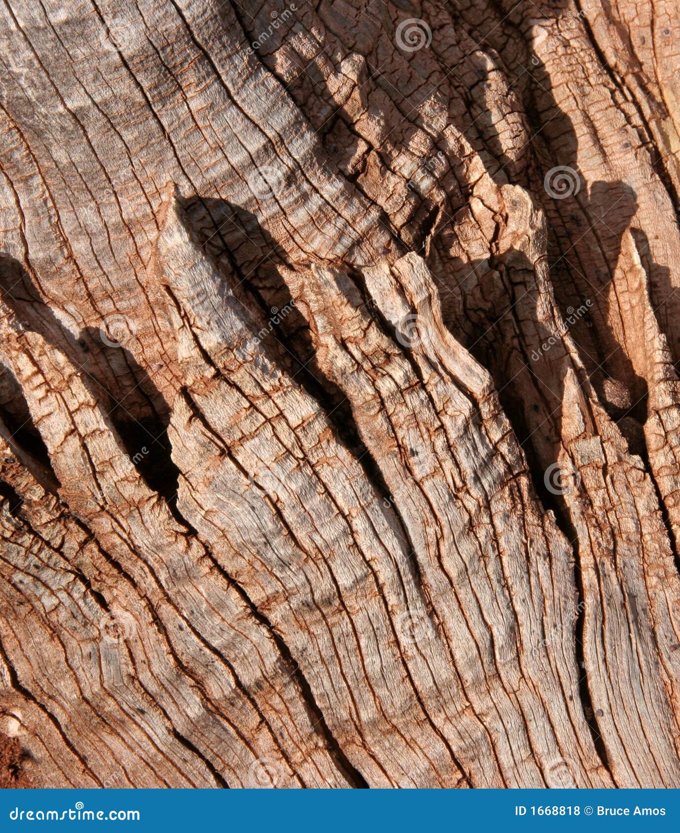 Eucalyptus bark detail stock photo. Image of branch, abstract - 1668818