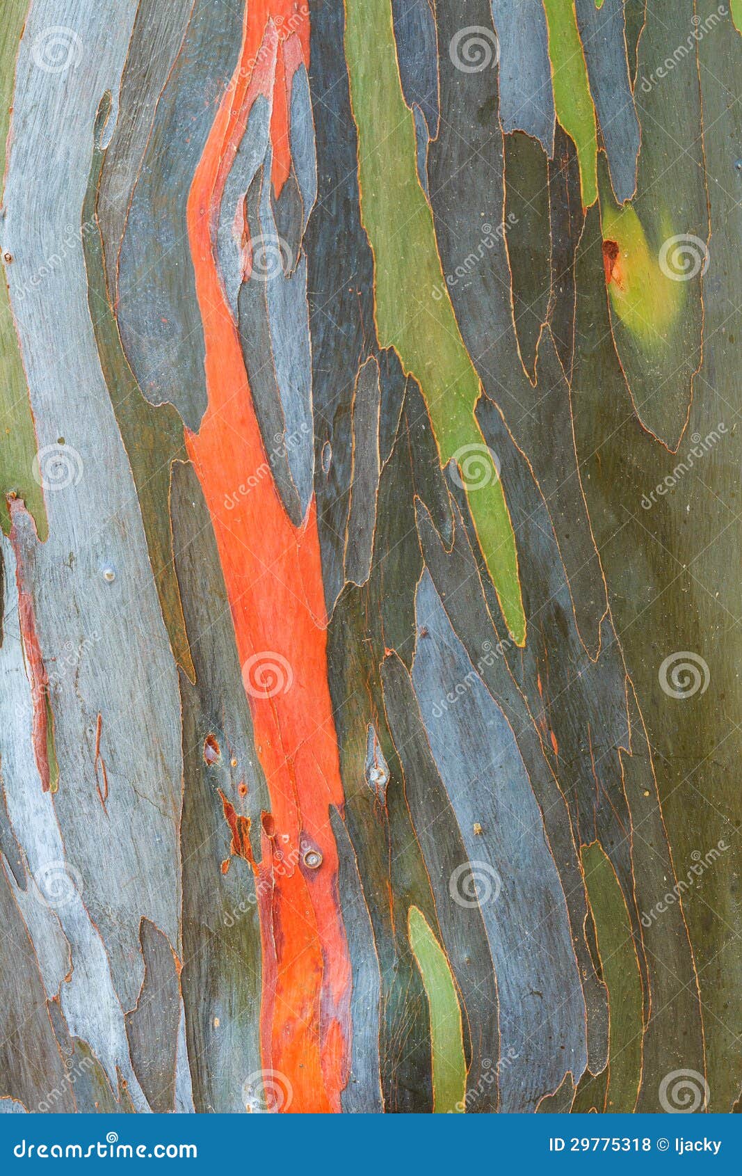 Eucalyptus bark texture stock photo. Image of detail - 29775318