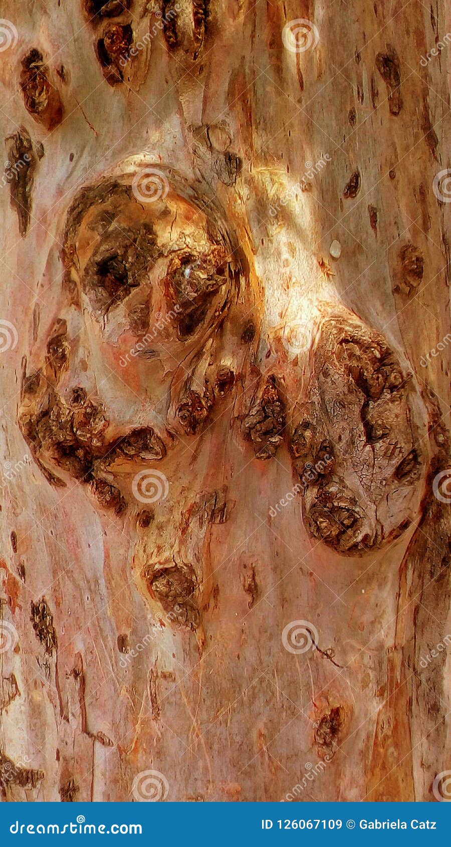 Eucalyptus texture stock image. Image of sunny, rough - 126067109