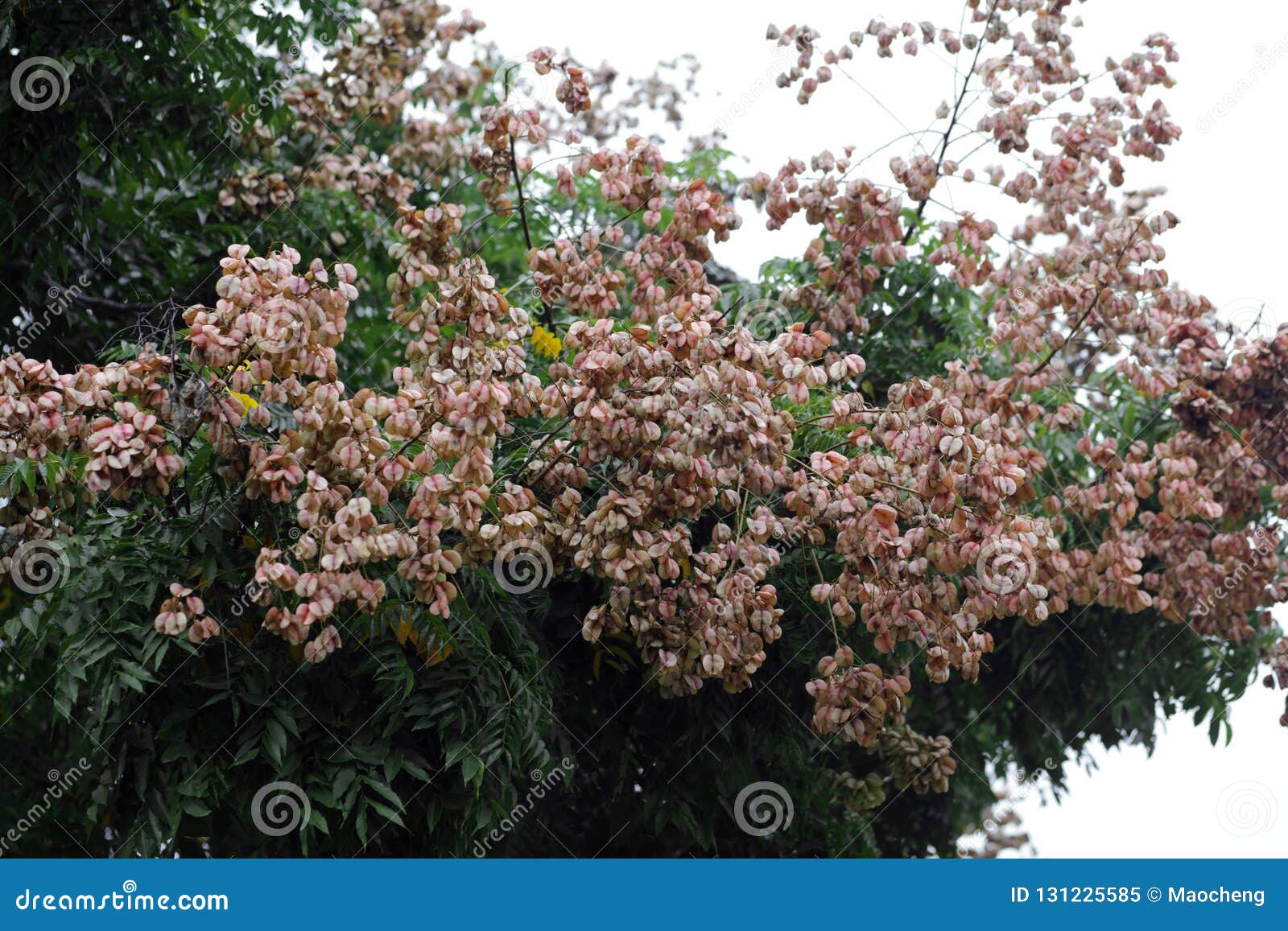 Taiwan Luan Tree, Adobe Rgb Stock Image - Image of eucalyptus, east ...