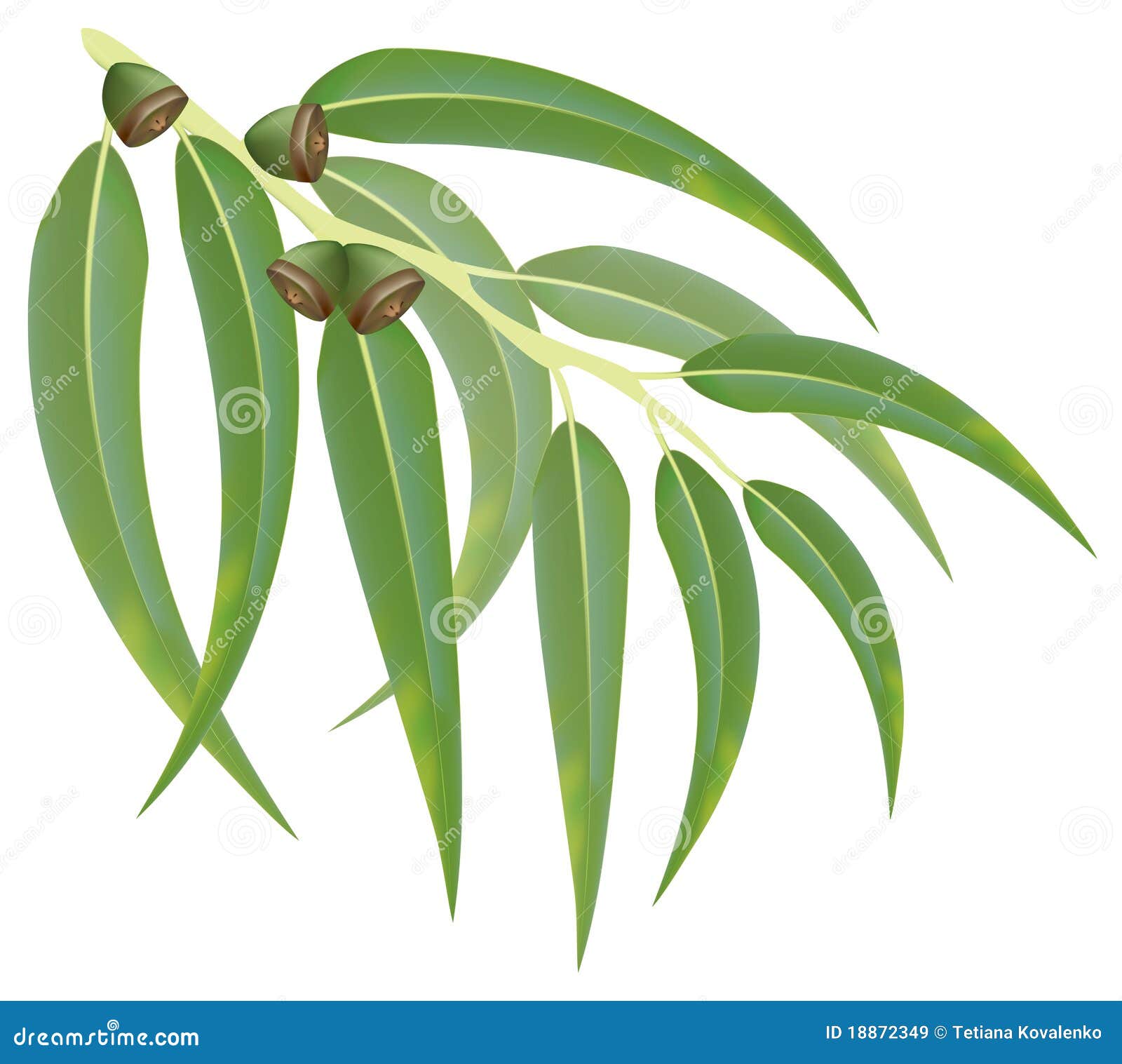 Eucalyptus Branch. Vector Illustration. Royalty Free Stock Images ...