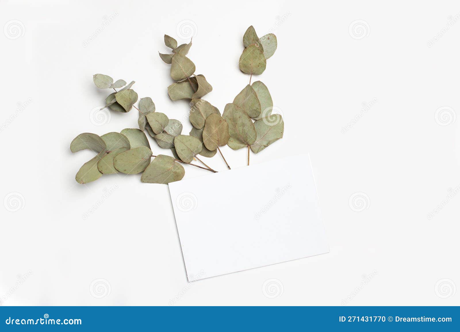 Eucalyptus Branches with Leaves and a Blank White Paper Sheet on a ...