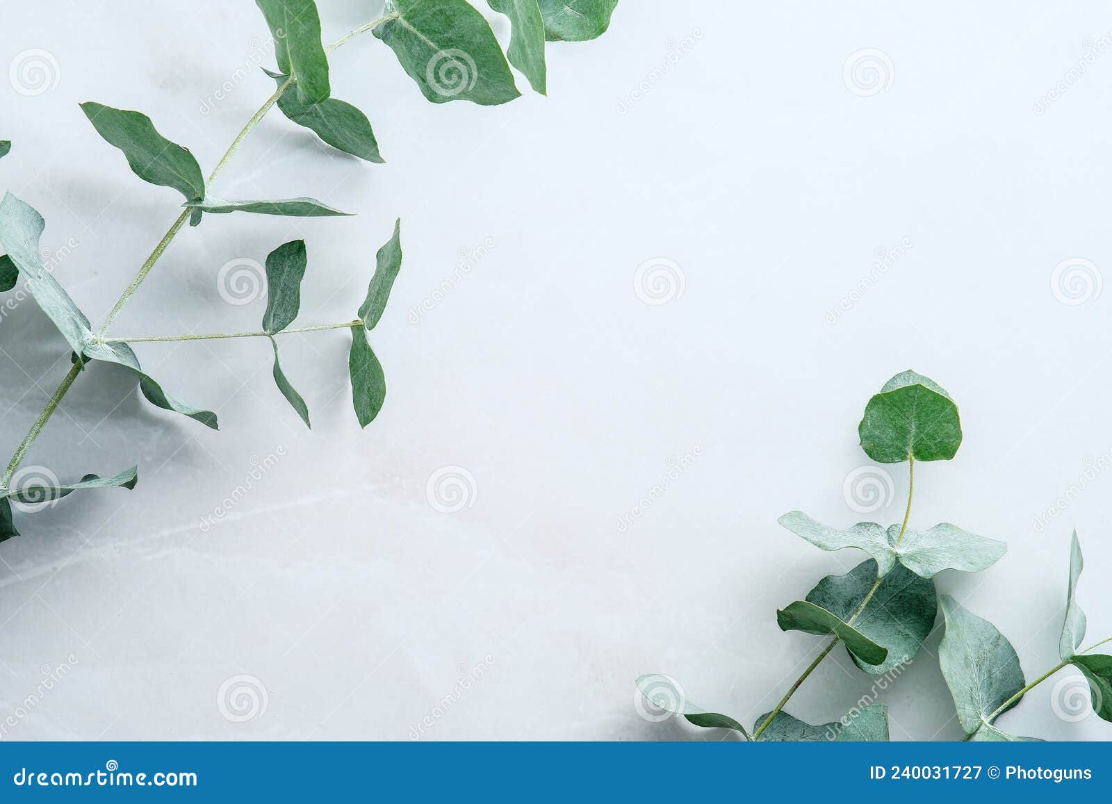 Eucalyptus Branches on Marble Table. Flat Lay, Top View, Overhead Stock ...