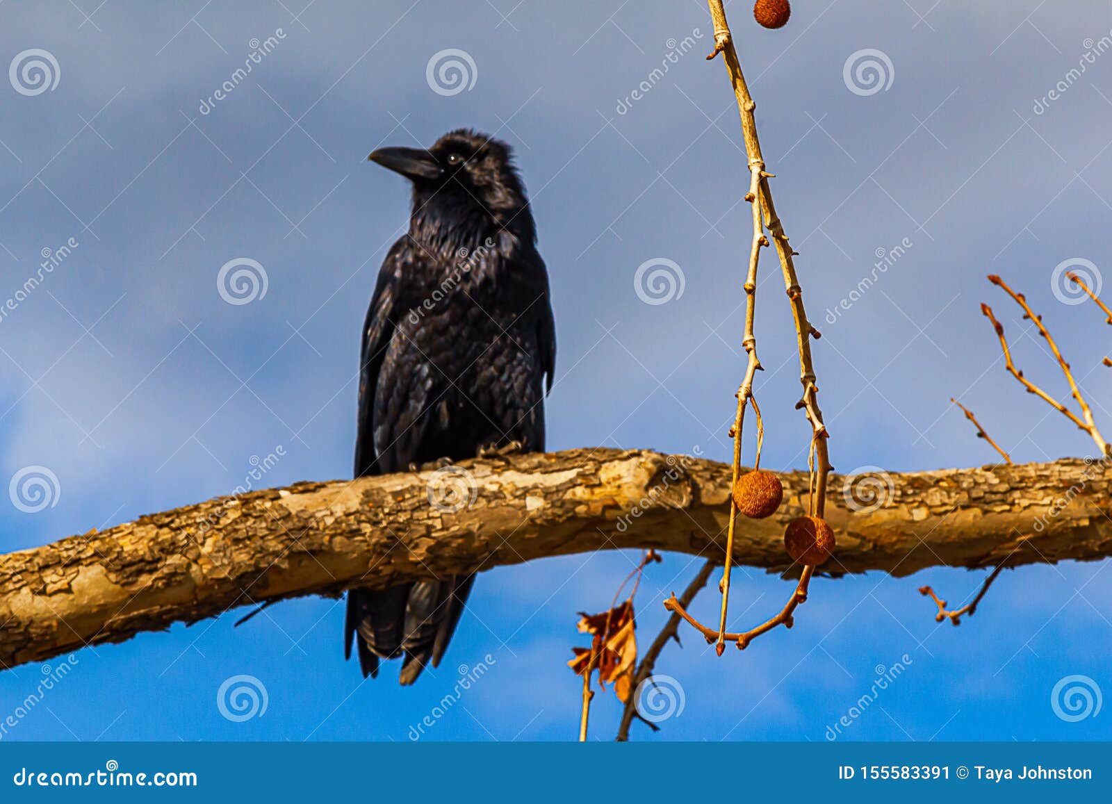 Eucalyptus Branches and Twigs with Fall Leaves and Seedpods, with a ...