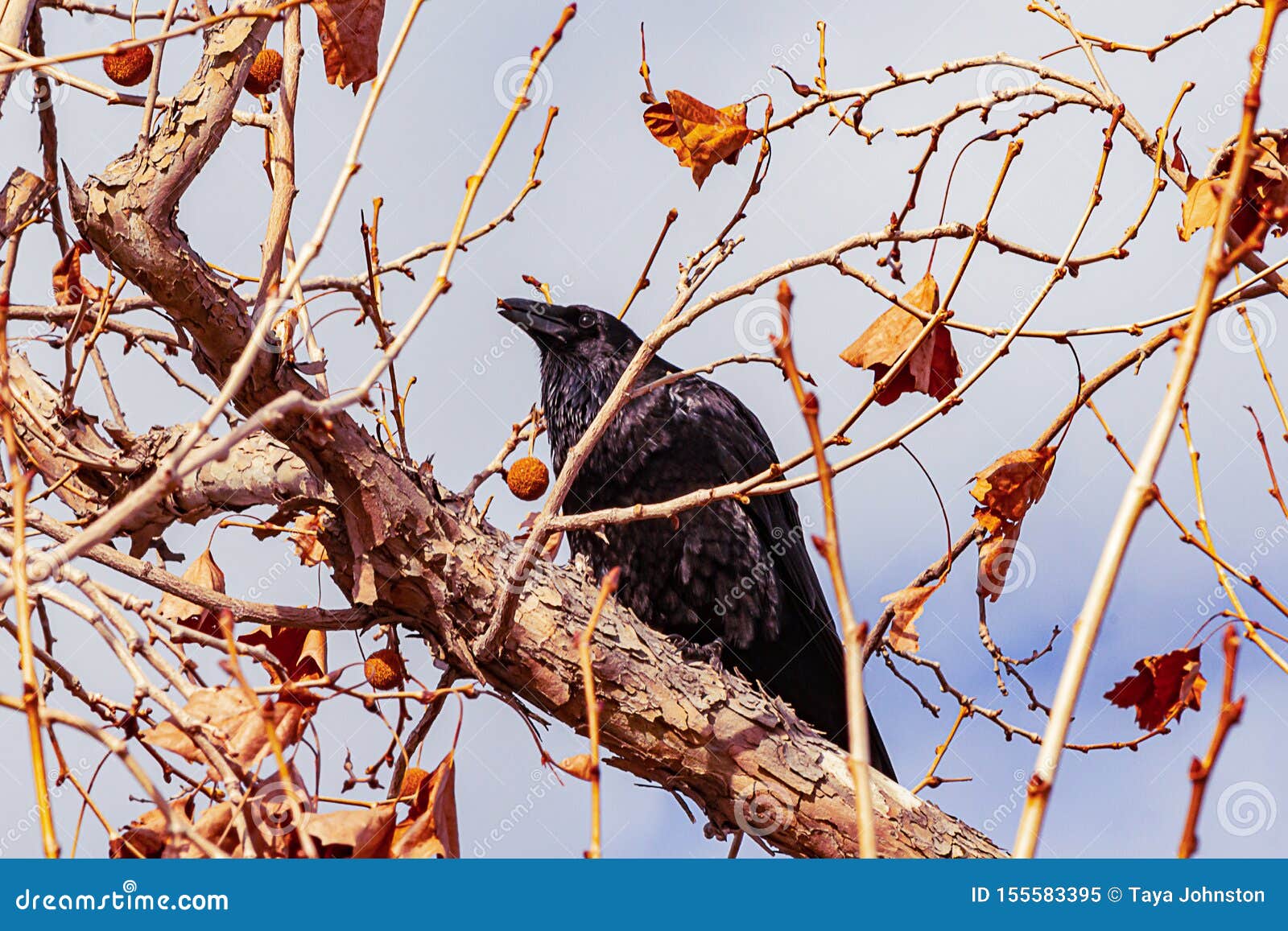Eucalyptus Branches and Twigs with Fall Leaves and Seedpods, with a ...