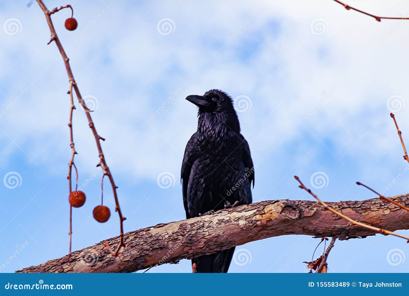 Eucalyptus Branches and Twigs with Fall Leaves and Seedpods, with a ...