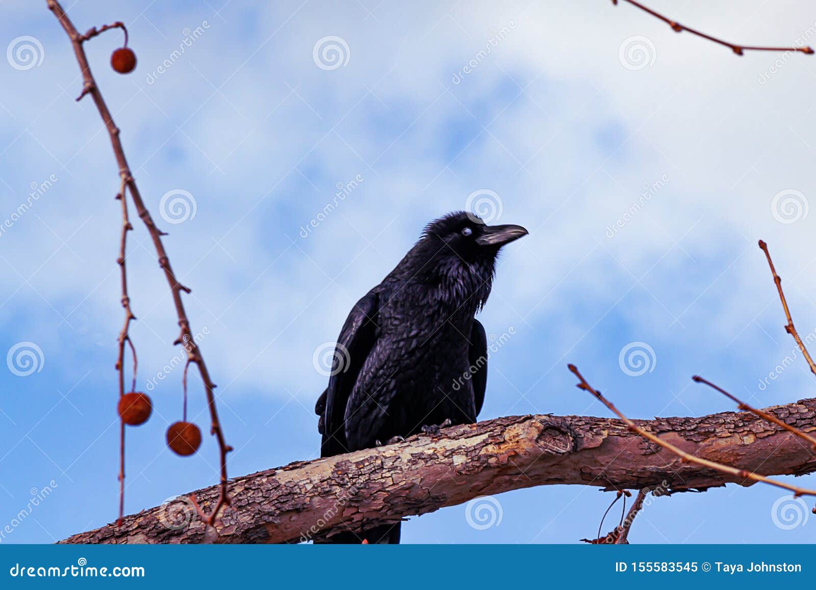 Eucalyptus Branches and Twigs with Fall Leaves and Seedpods, with a ...
