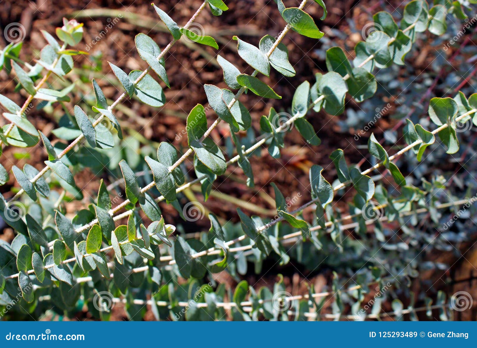 Eucalyptus Cinerea, Silver Dollar Tree, Little Boy Blue Stock Image ...