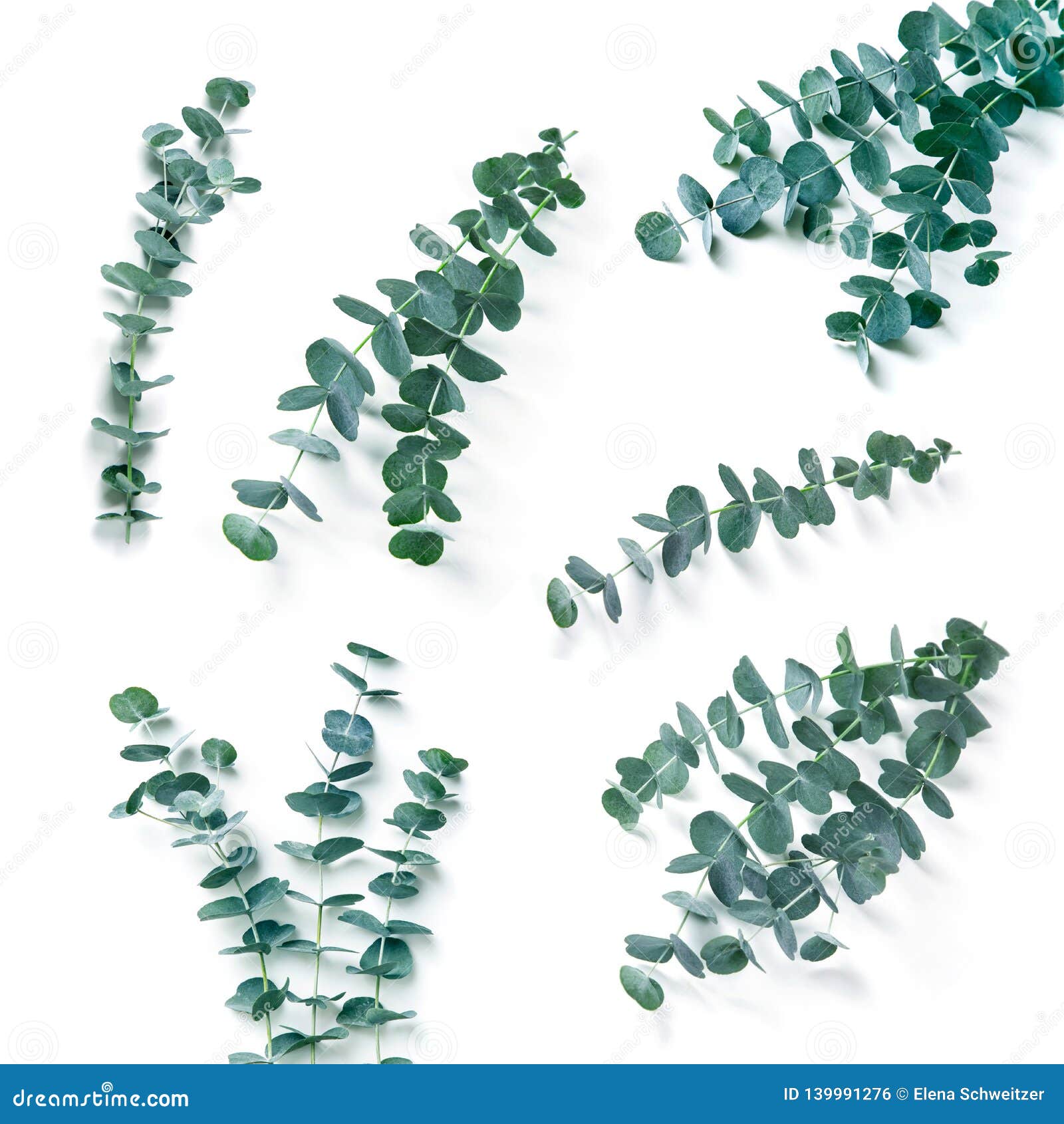 Eucalyptus collection stock photo. Image of element - 139991276 Eucalyptus collection stock photo. Image of element - 139991276