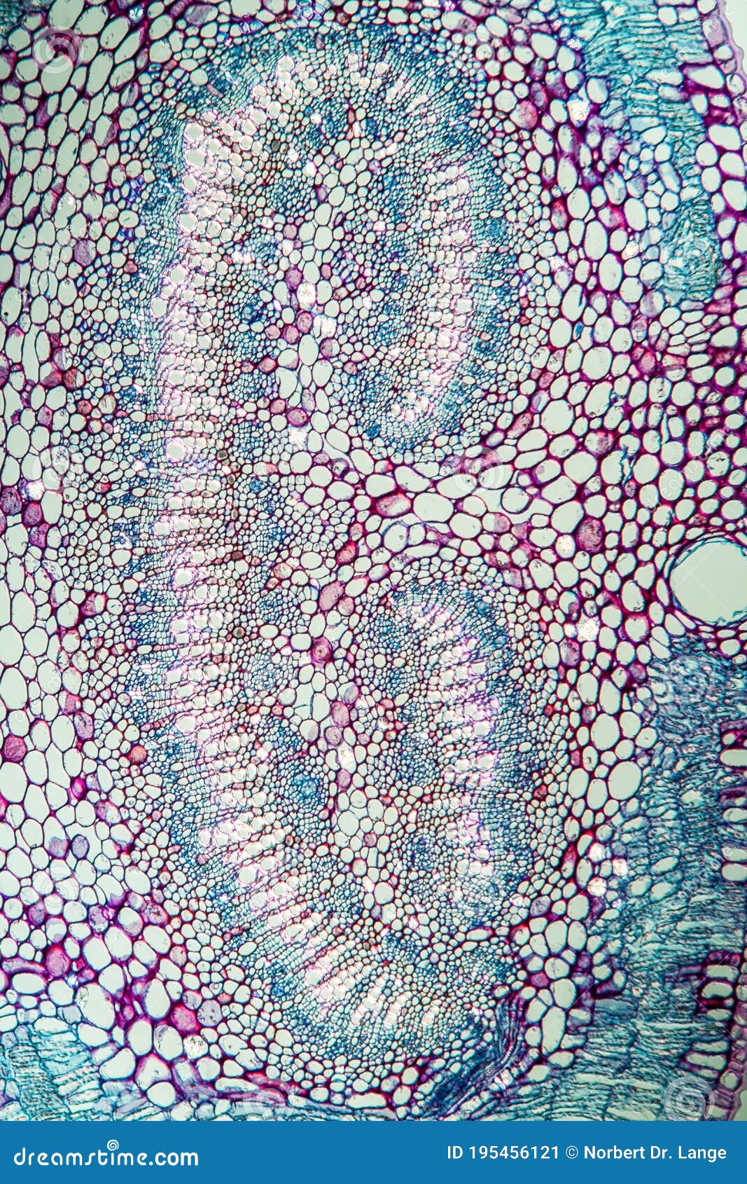 Eucalyptus Cross Section through Leaf Stock Image - Image of 100x ...